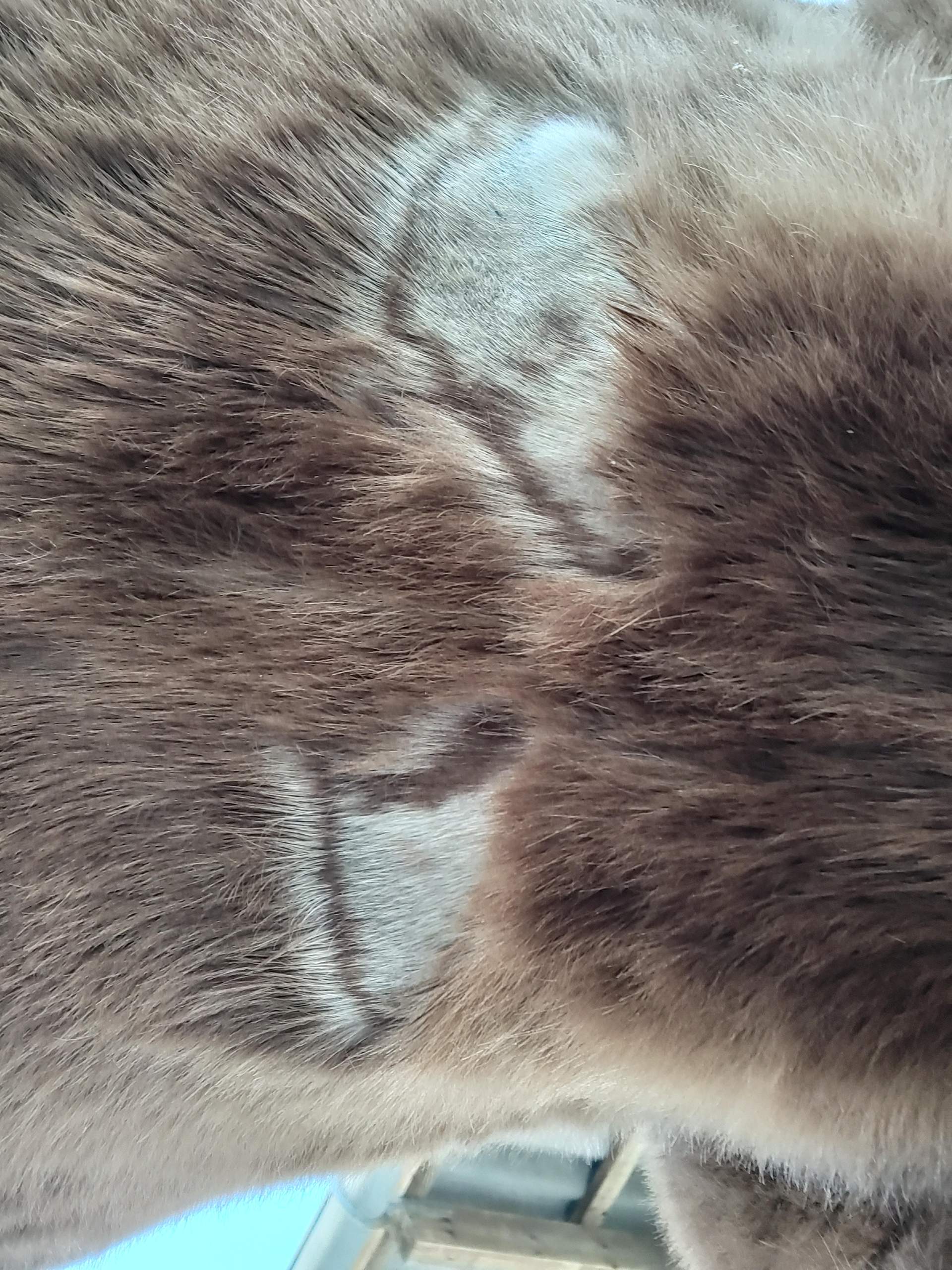 Kahle Stellen beim pferd? (Reiten, Tiermedizin, Pferdepflege)