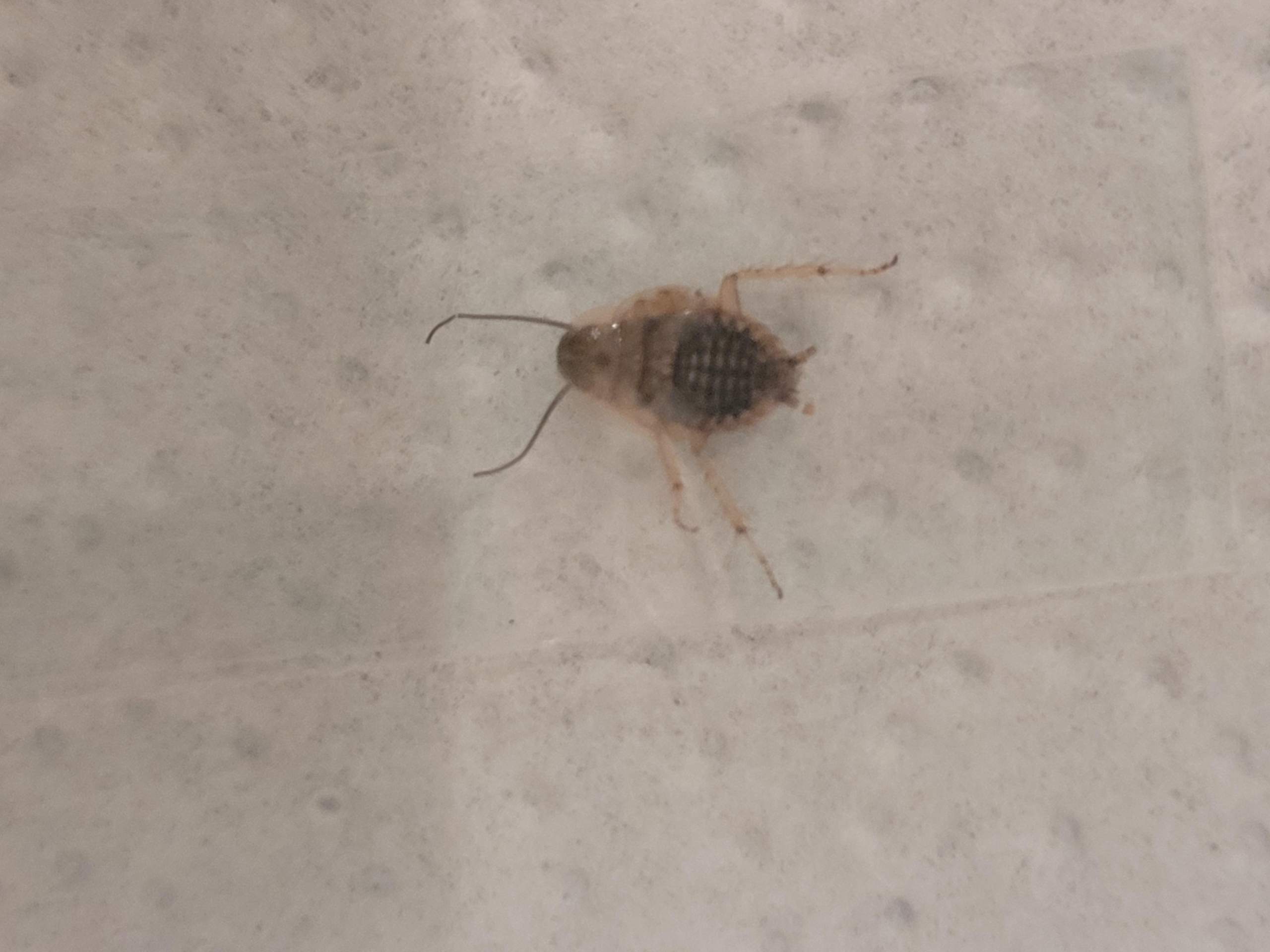 Kakerlake oder Waldschabe? (Insekten, Kakerlaken, Schaben)