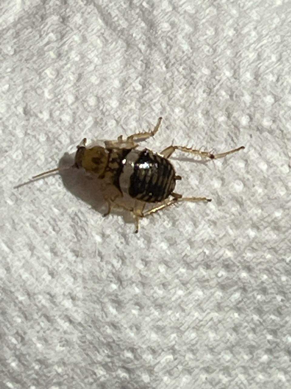 Kakerlake oder Waldschabe Nymphe? (Küche, Insekten, Schädlinge)