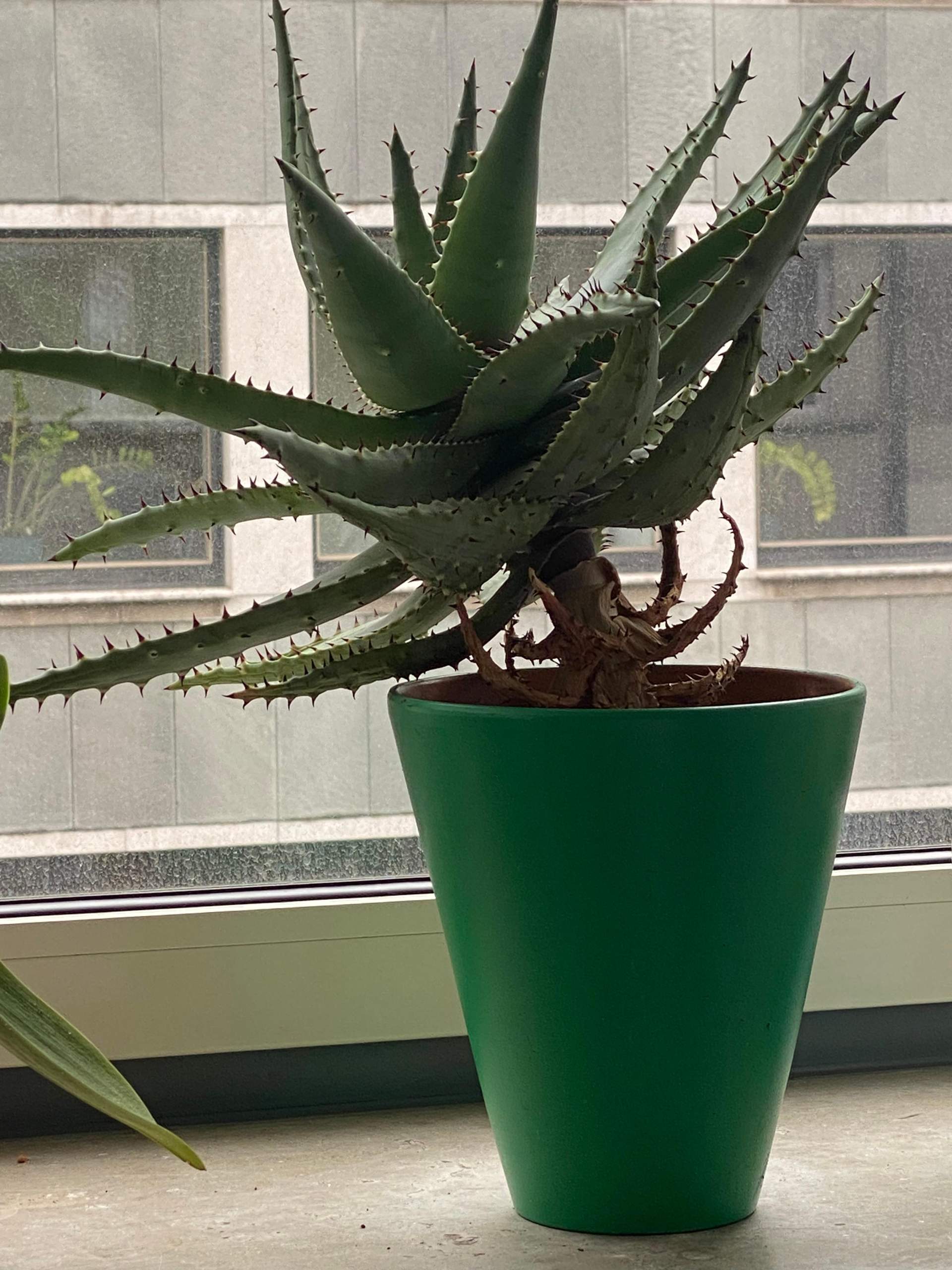 Kaktus unten braun und dünn und oben grün und schwer — was tun? (Erde ...