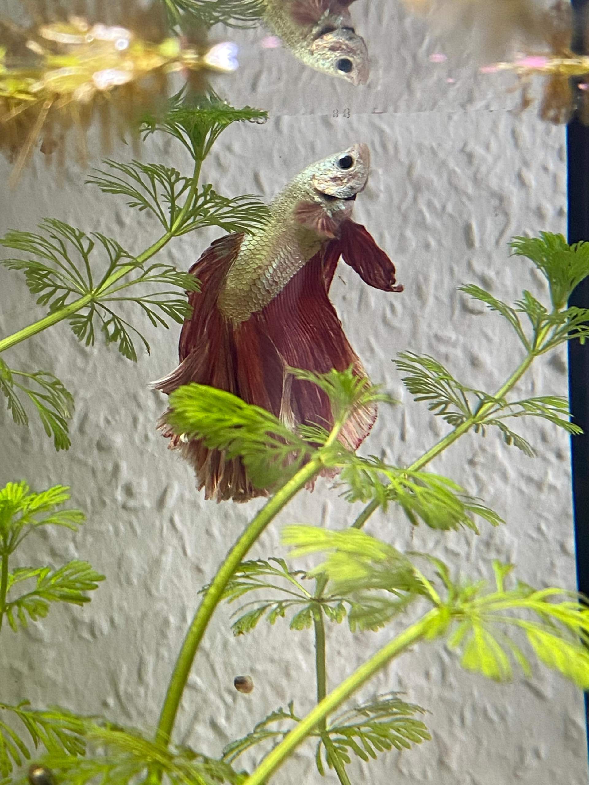 Kampffisch Flosse eingerissen? (Kampffisch Männchen)
