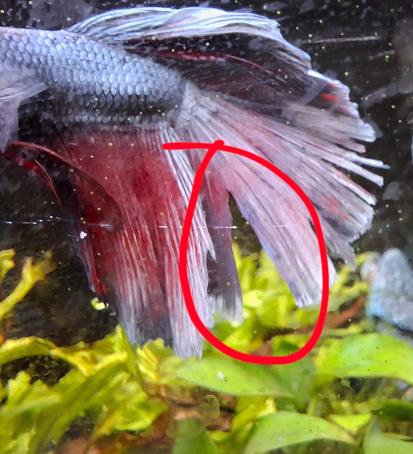 Kampffisch Flosse wieder zuwachsen? (Krankheit, Wasser, Aquarium)