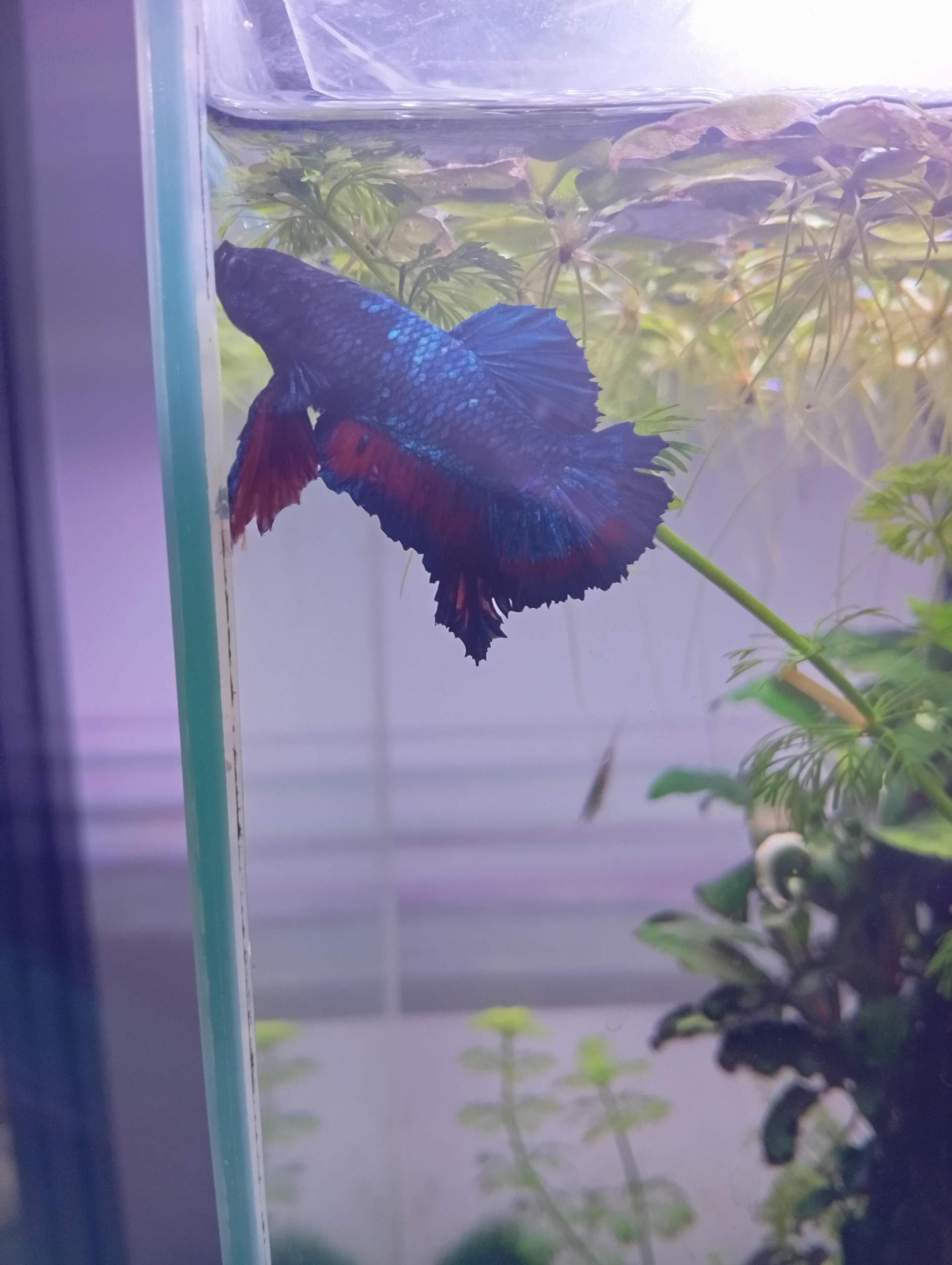 Kampffisch krank? (Krankheit, Wasser, Aquarium)