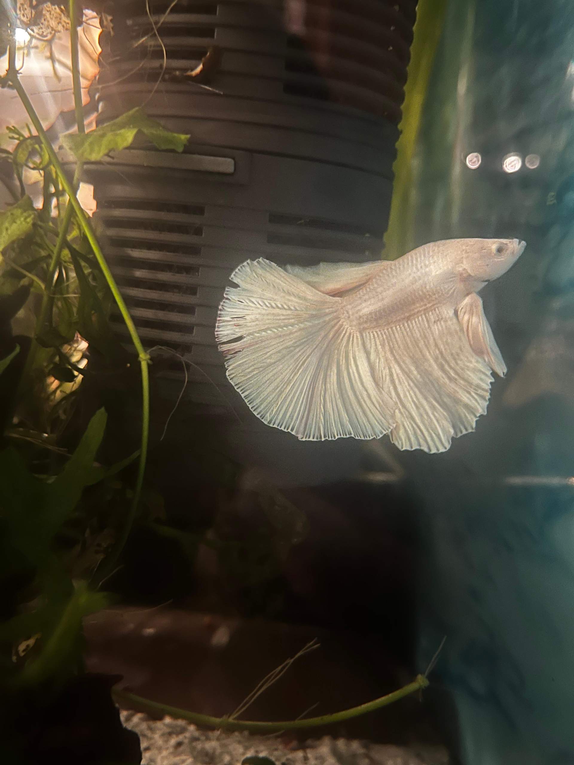 Kampffisch Loch in Flosse? (Krankheit, Aquarium, Aquariumfische)