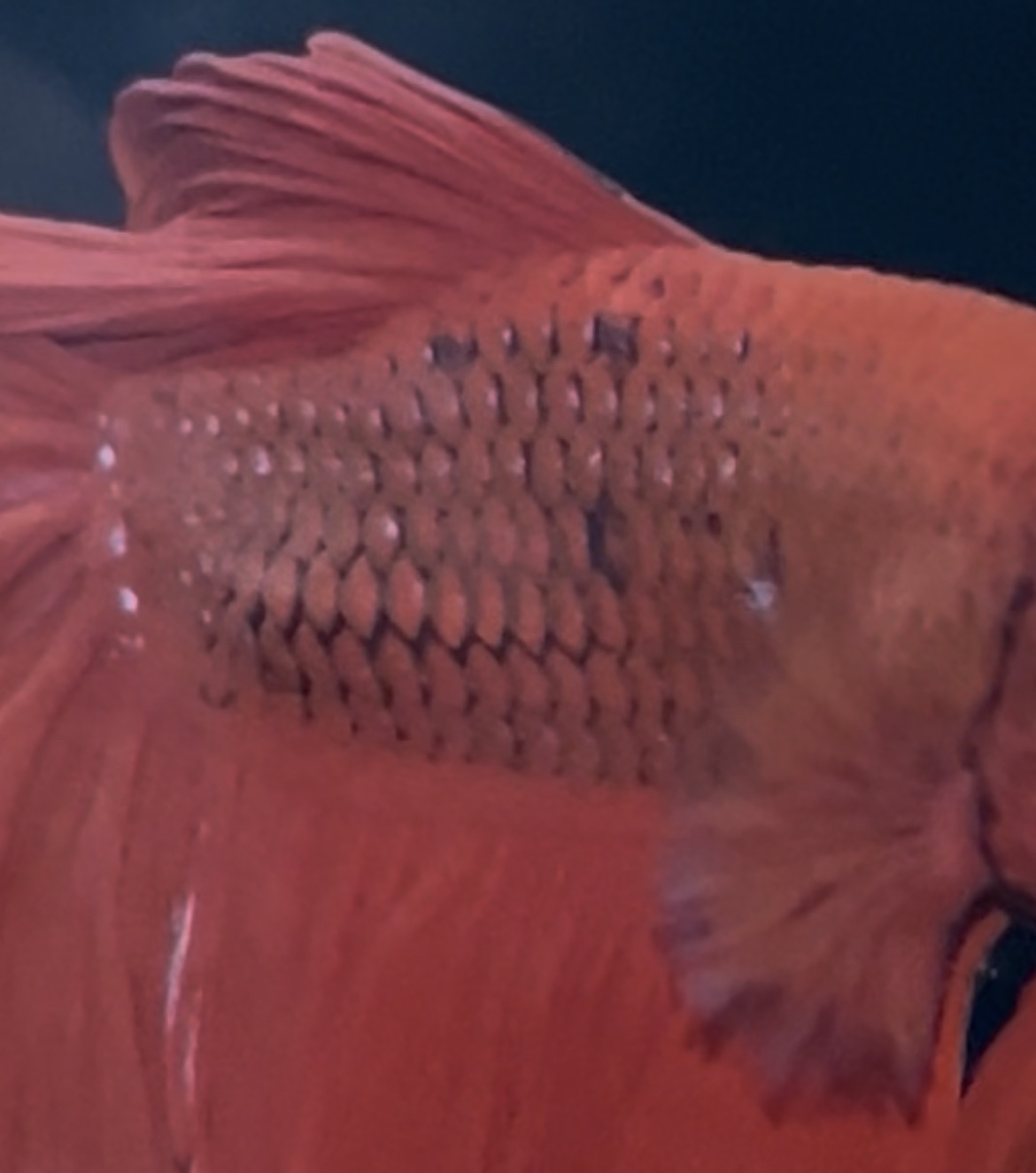 Kampffisch Schuppen Fehlen / Faulen? (Krankheit, Aquarium, Aquariumfische)