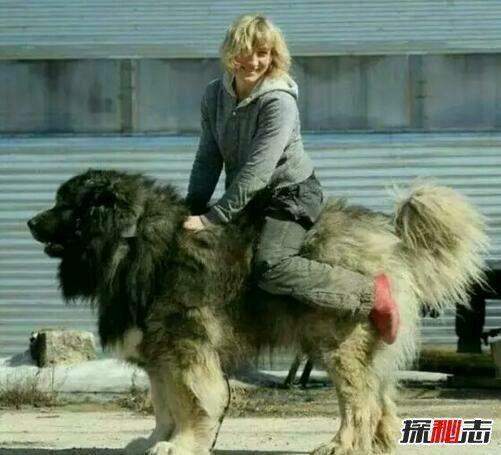 Kann ich auf einem Hund reiten? (Pferd)