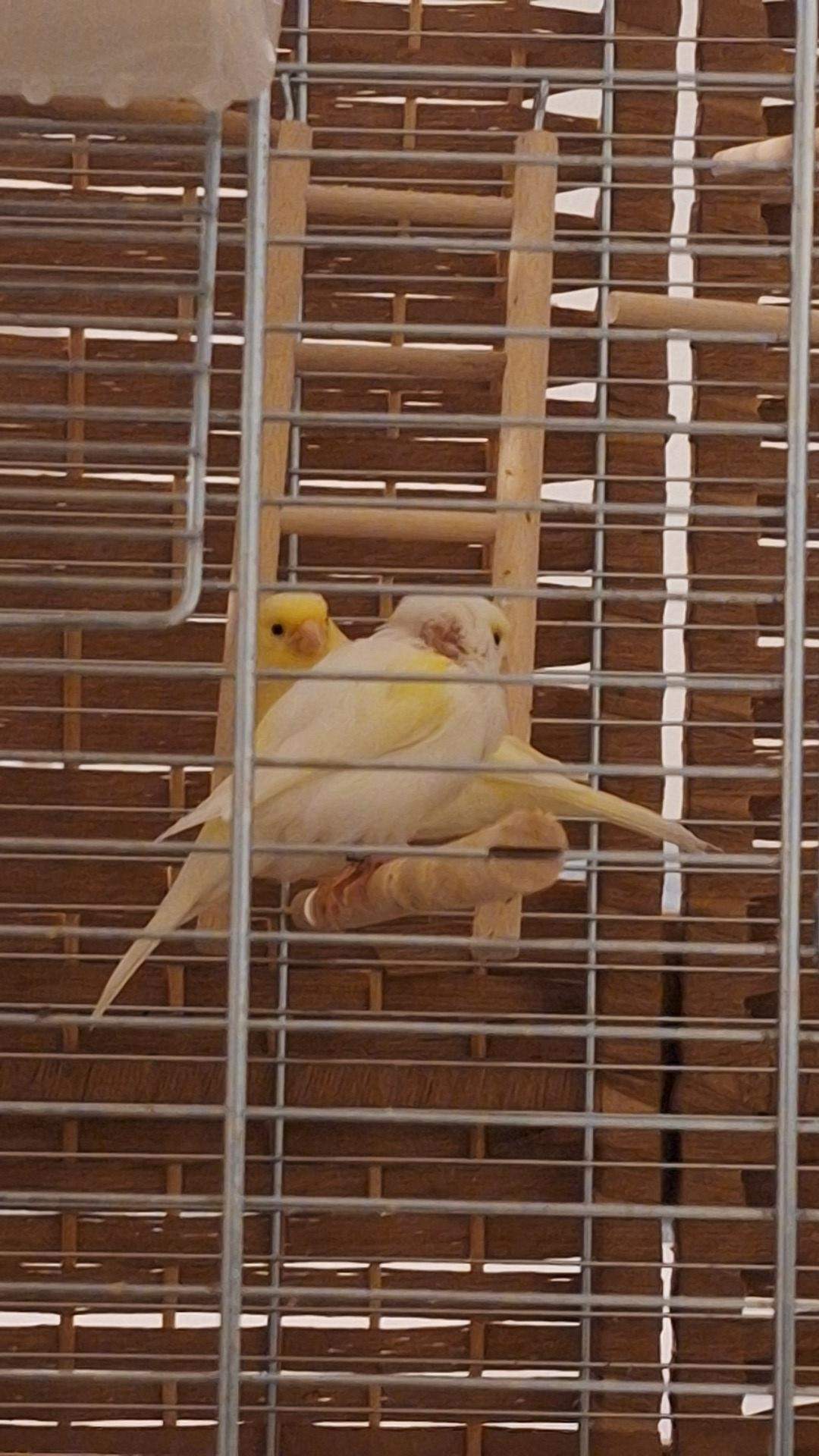 Kanarienvogel Nacken kahl was ist das? (Biologie, Tierarzt, Tierhaltung)