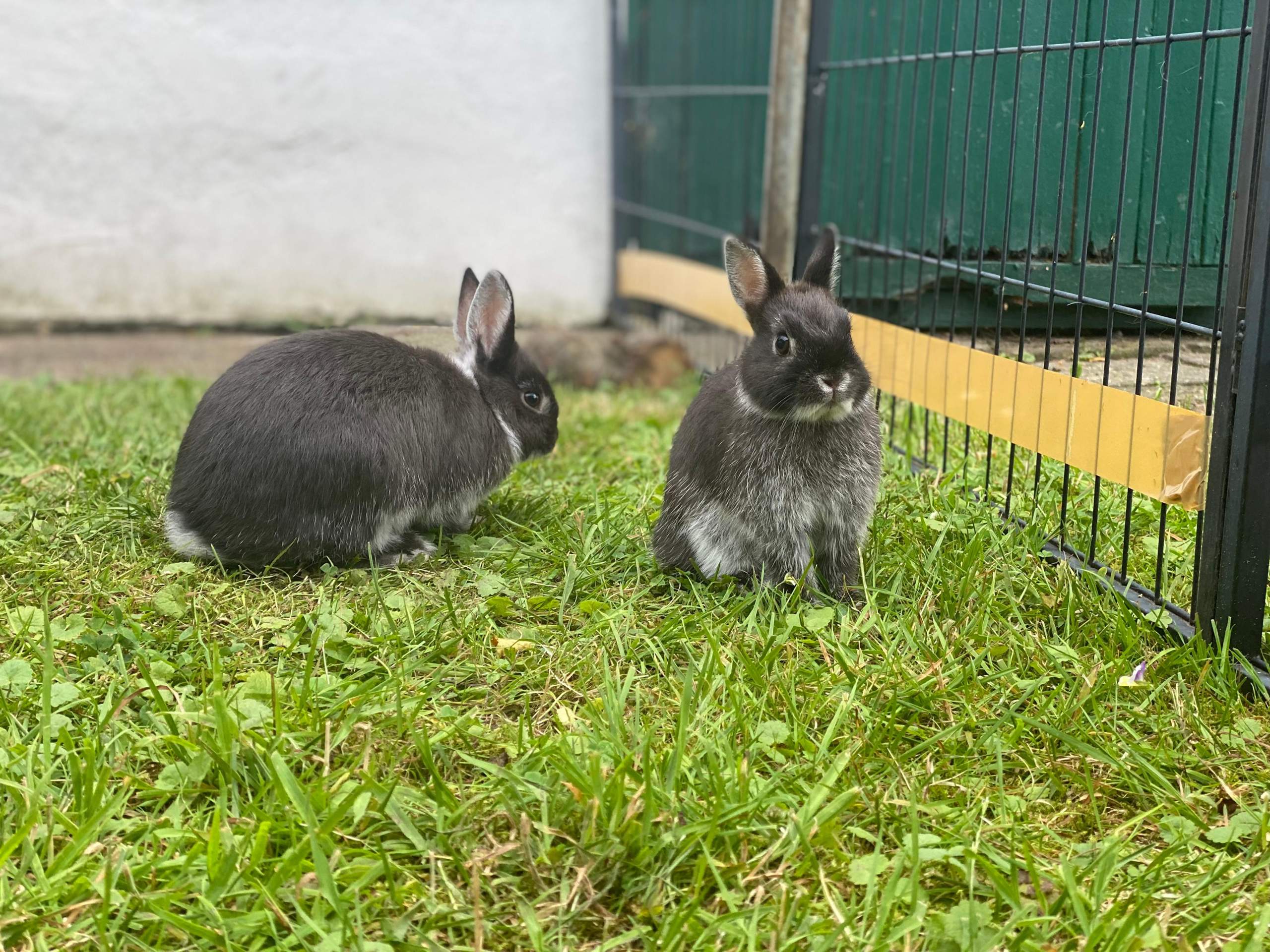 Kaninchen rammelt anderes Kaninchen an? (Tiere, Kaninchenverhalten)