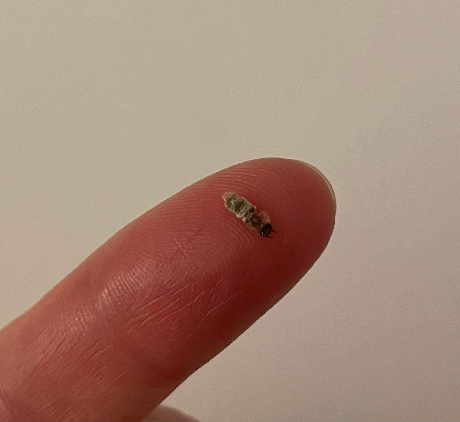 Kann das die Häutung einer Bettwanze sein? (Insekten, Schädlinge ...