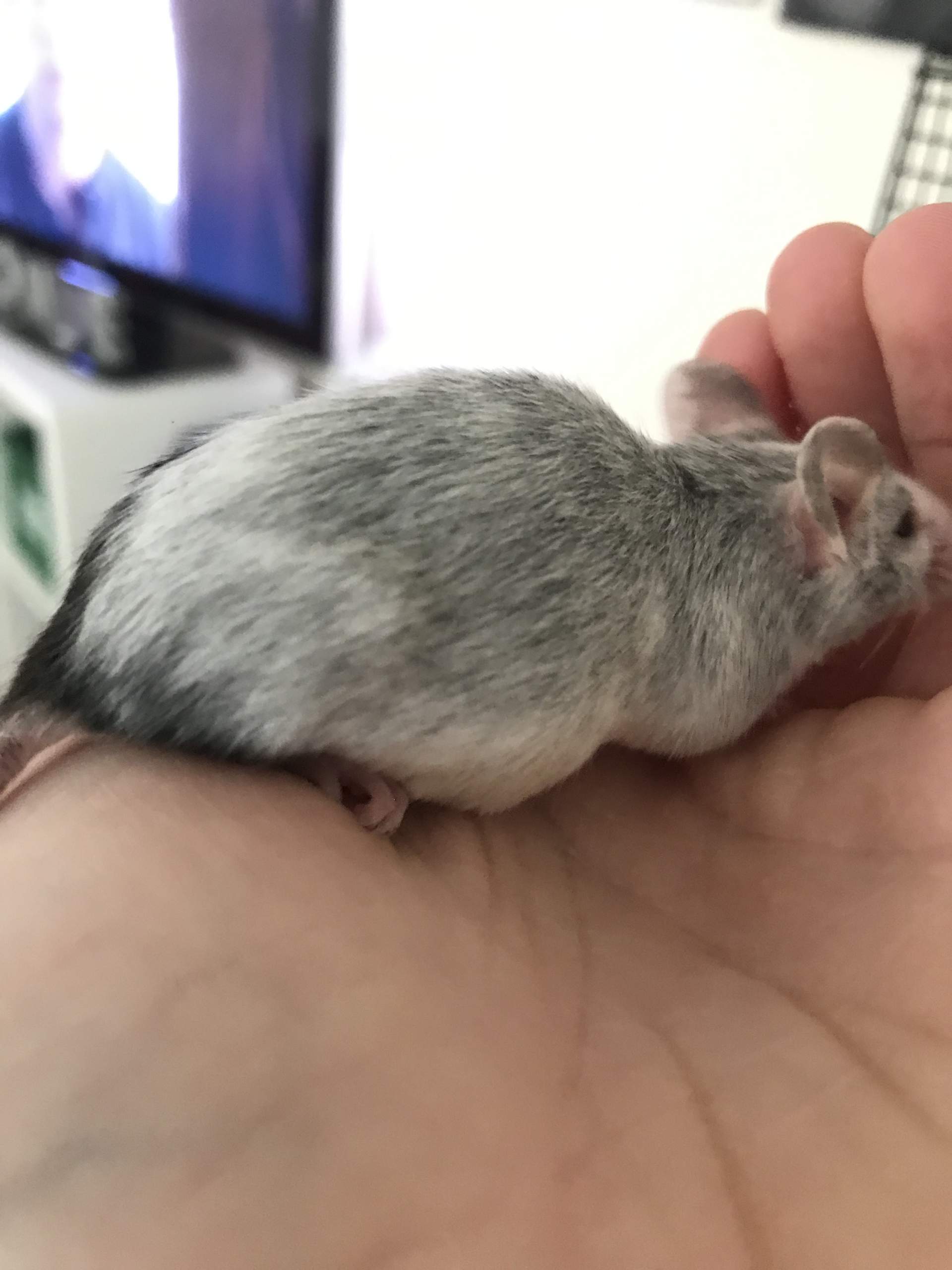 Kann das sein, dass meine Maus schwanger ist? (Computer, Schwangerschaft)