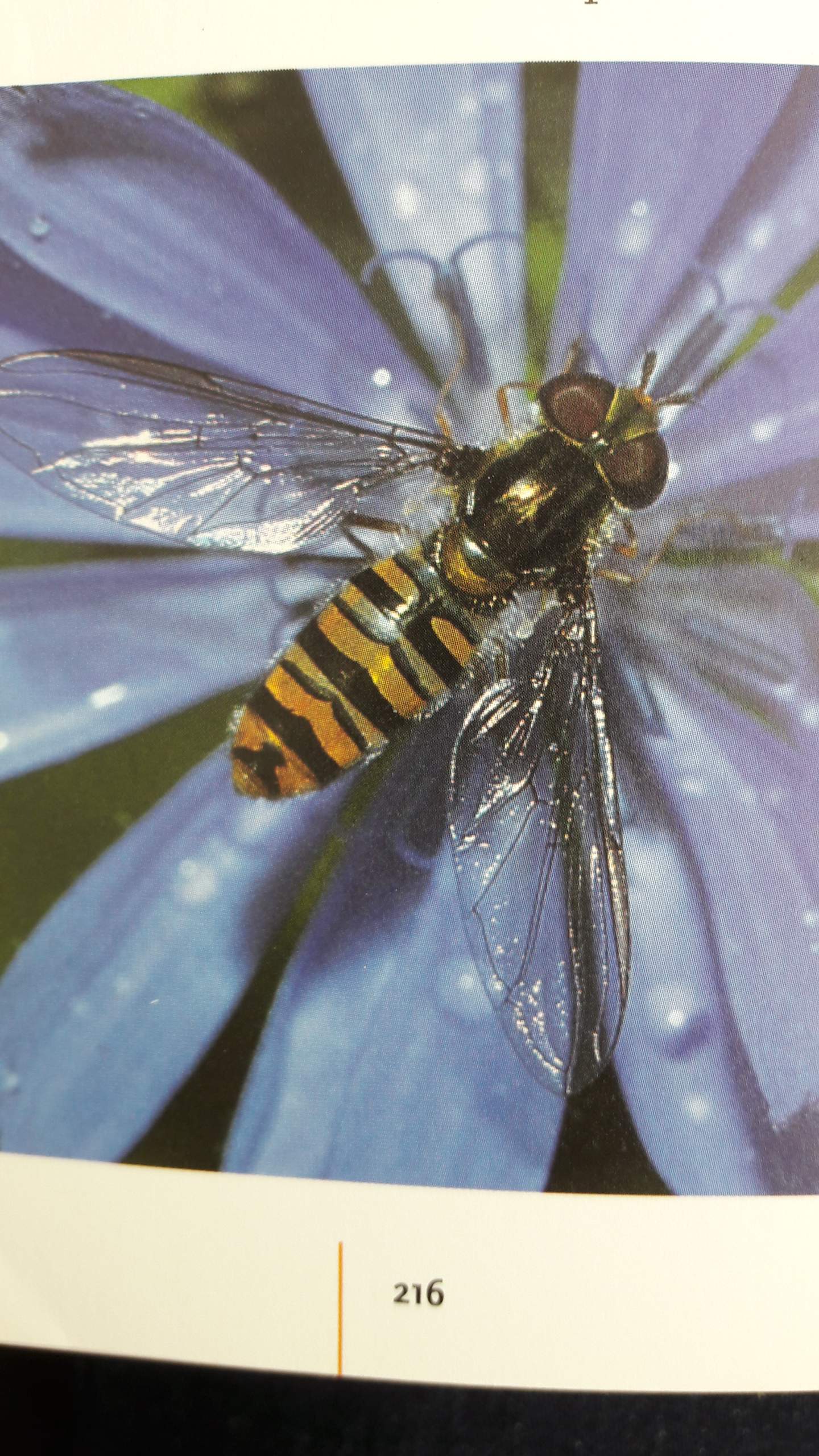 Kann die schwebfliege stechen? (Beauty, Insekten)
