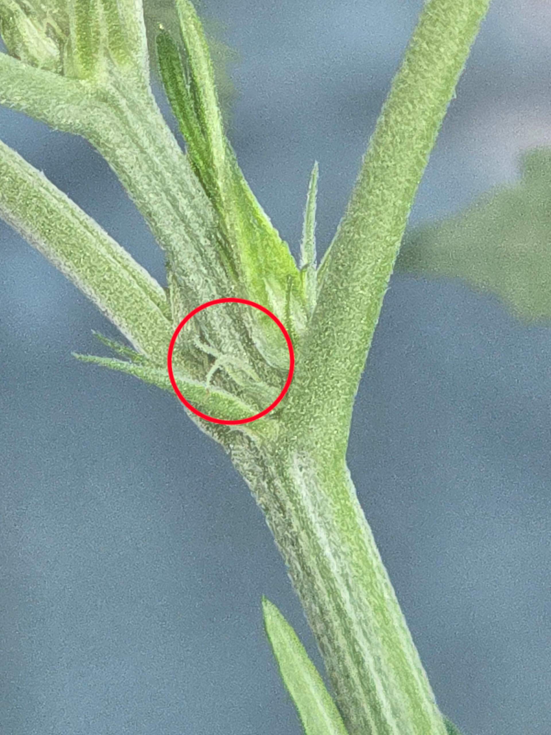 Kann eine Non autoflower von alleine in die Blüte gehen? (Cannabis ...