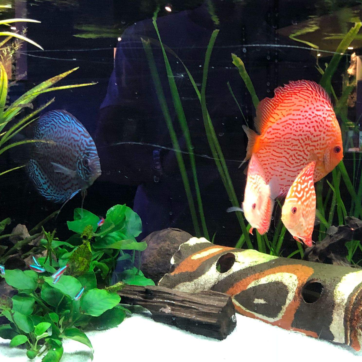 Kann ich Discus Fische auch nur zu 3 halten? (Aquarium)