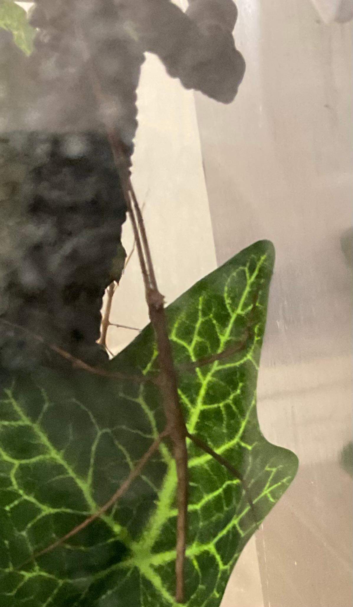 Kann ich meine Stabies bereits als neue „Rasse“ bezeichnen? (Insekten ...