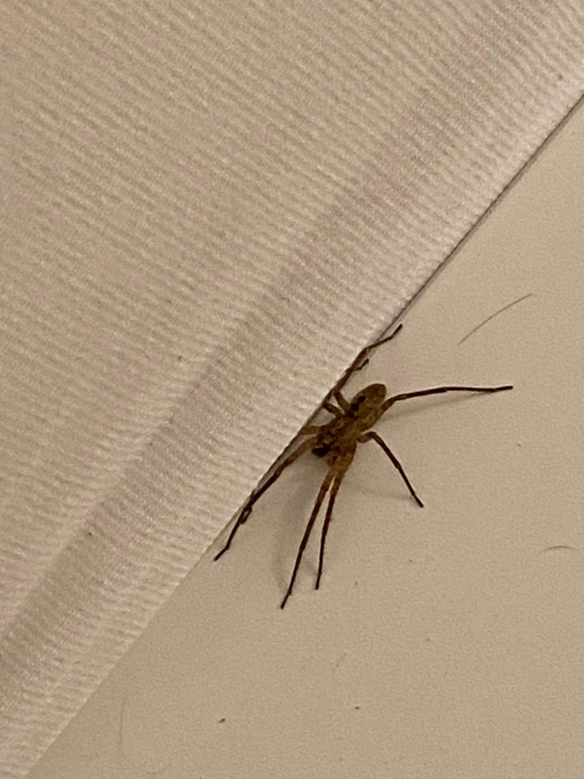 Kann jemand die Spinne identifizieren? (Spinnen, Spinnenart, Spinnentiere)
