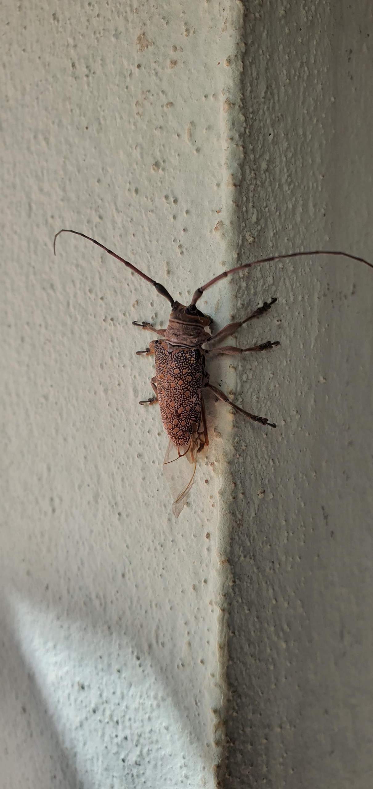 Kann jemand diesen Käfer identifizieren? (Insekten, Brasilien, Käferart)