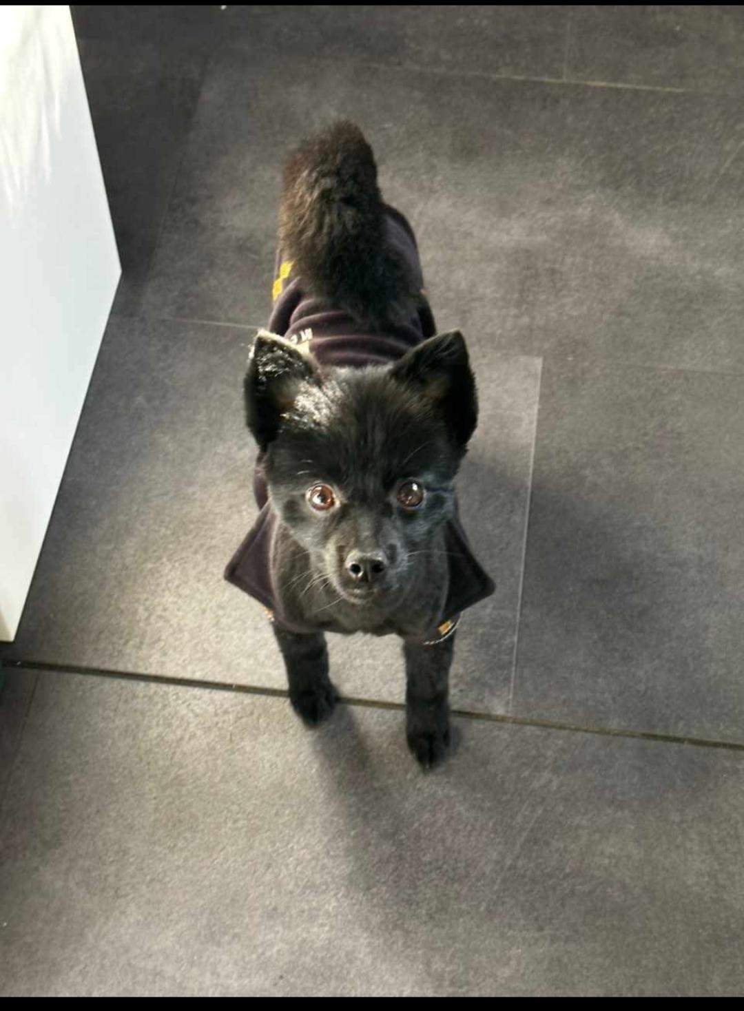 Kann man das so einfach mit einem Zwergspitz machen? (Also das Fell so ...