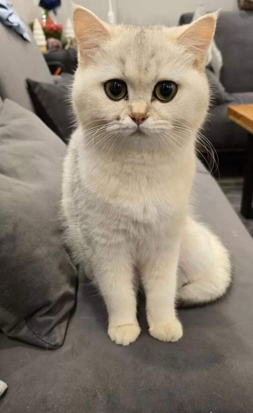 Kann man die Katzen rasse an den aussehen erkennen? (Katze)