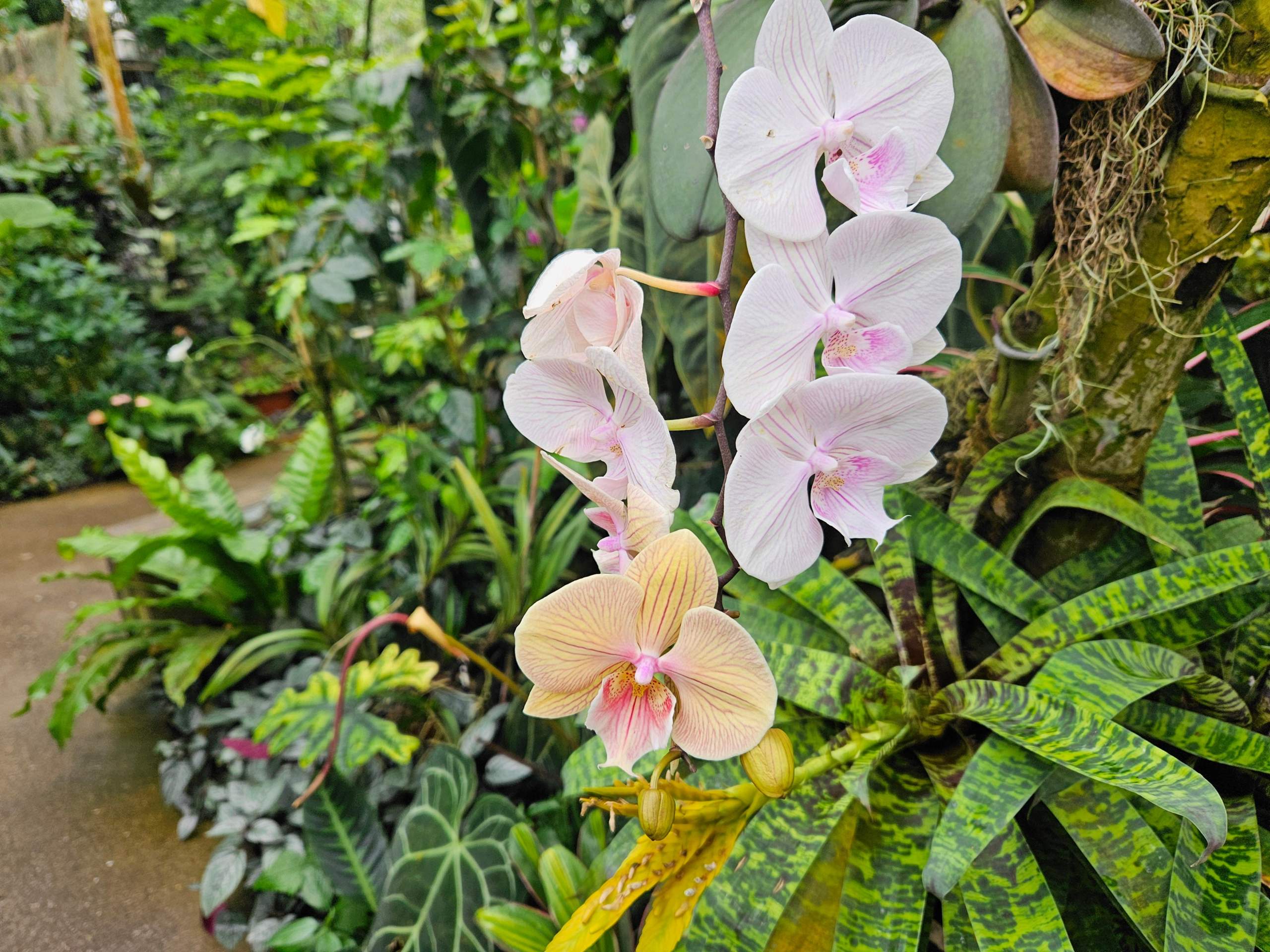 Kann man die Planze daheim haben und wie heisst sie? (Wasser, Blumen ...