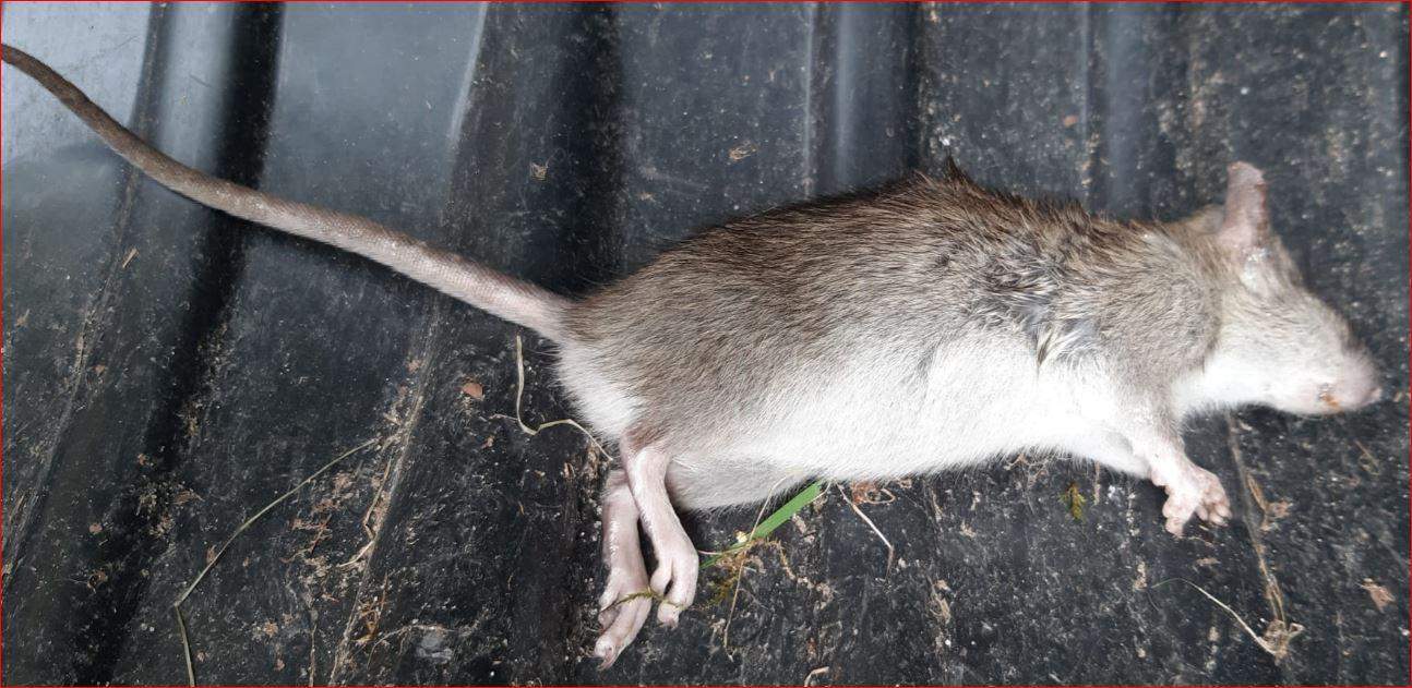 Kann man sehen, woran eine Ratte gestorben ist? Was denkst du, wenn die ...