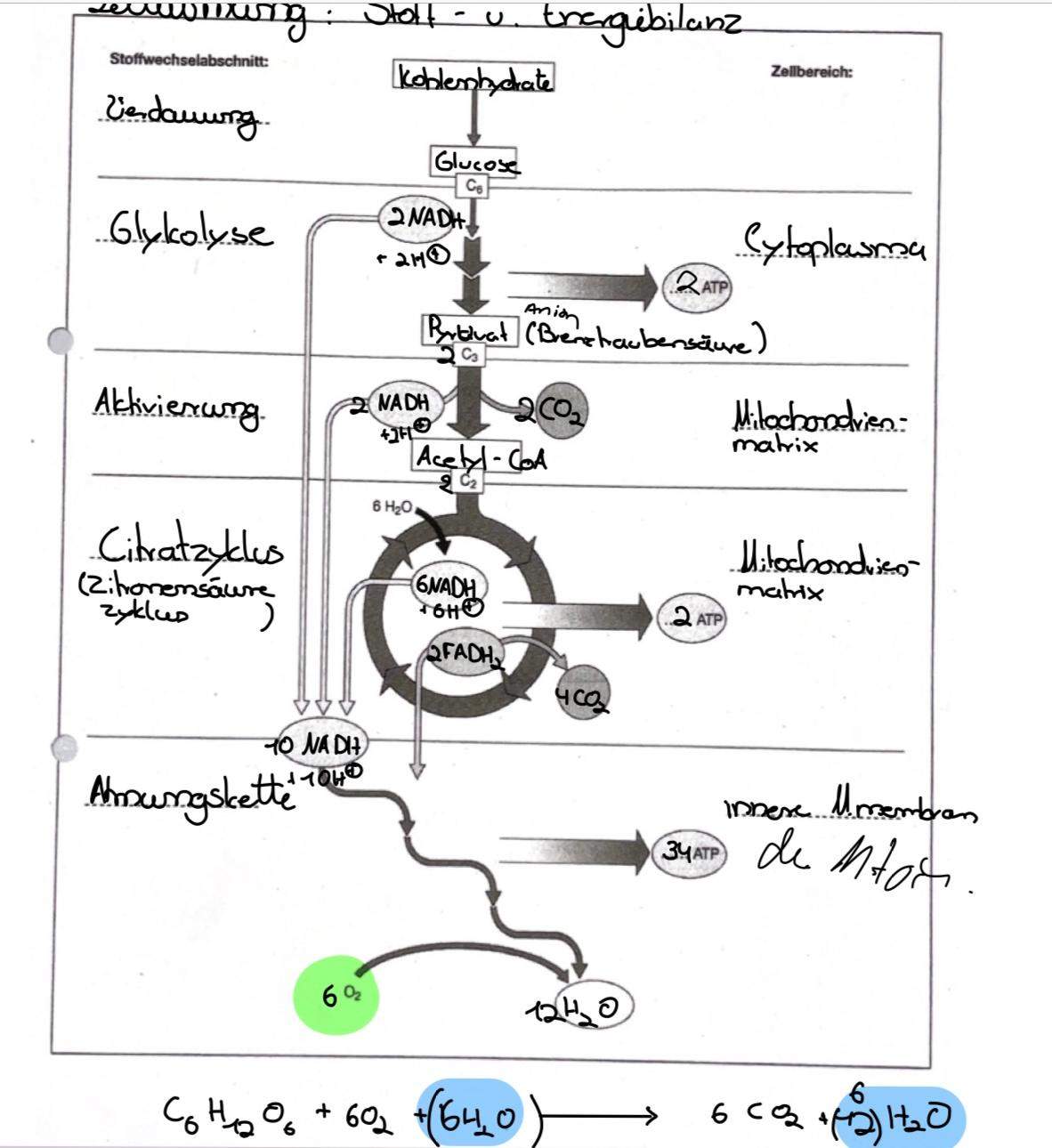 Krebs Zyklus Diagramm Der Historische Ursprung Des Krebs Cyclus*