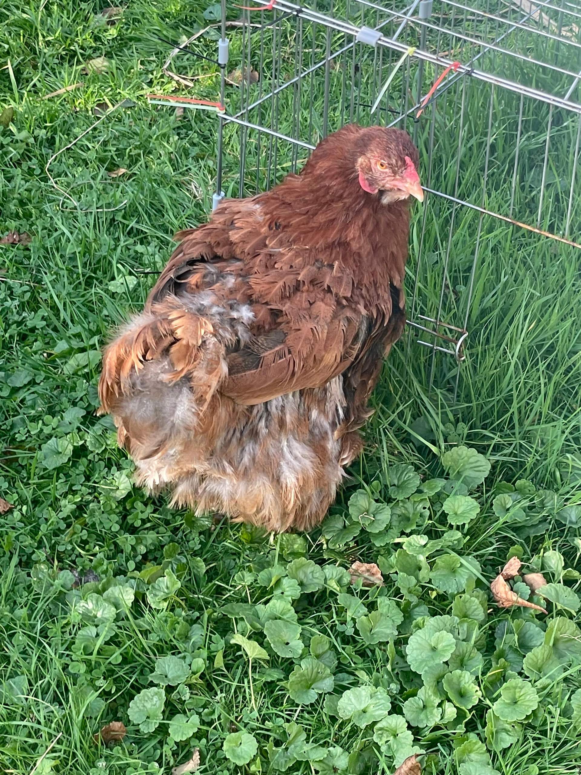 Kann mir einer sagen wie alt mein Huhn ist? (Henne, Nutztiere)