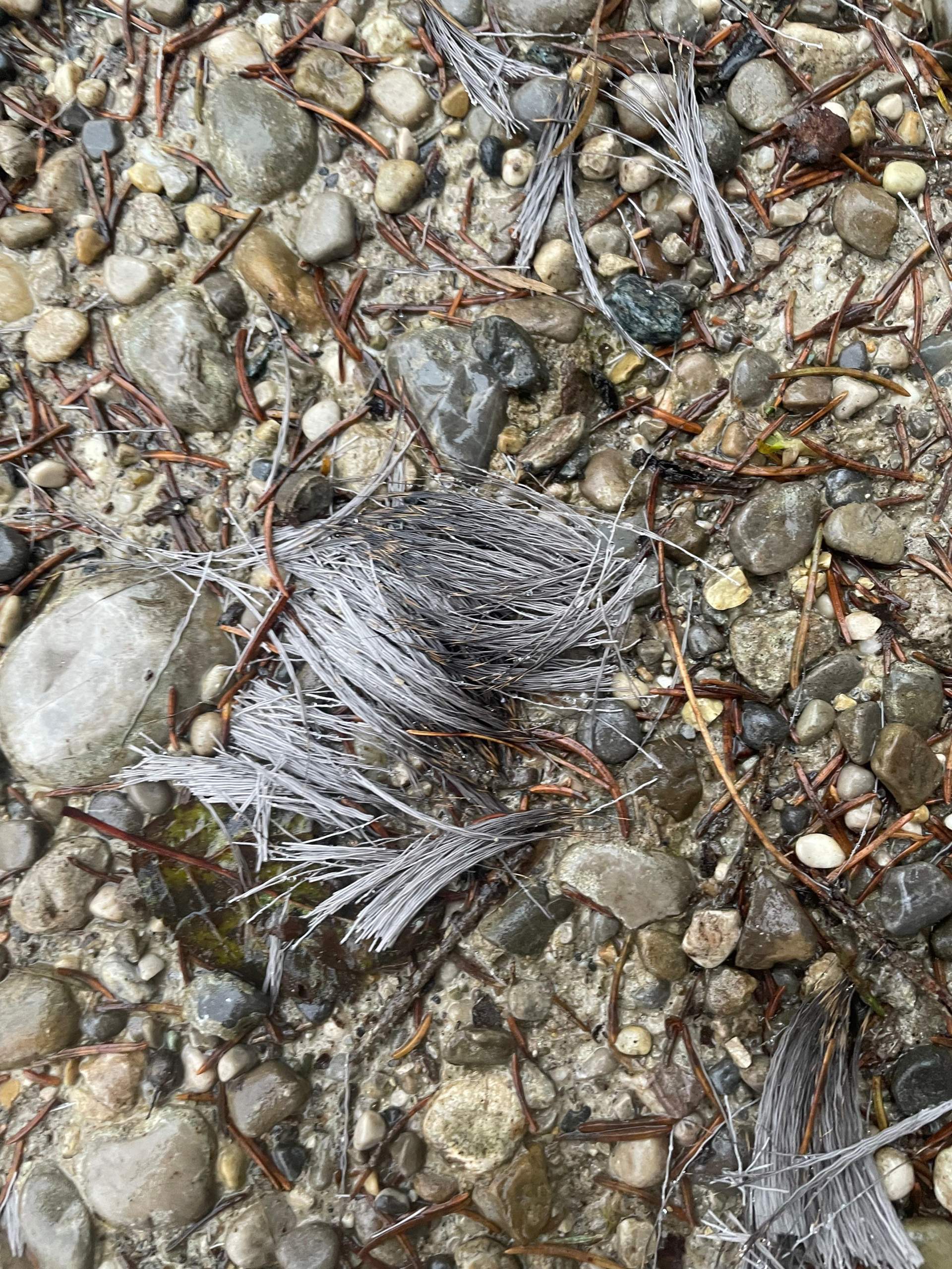 Kann mir jemand sagen von welchem Tier das Fell ist? (Natur, Wald ...