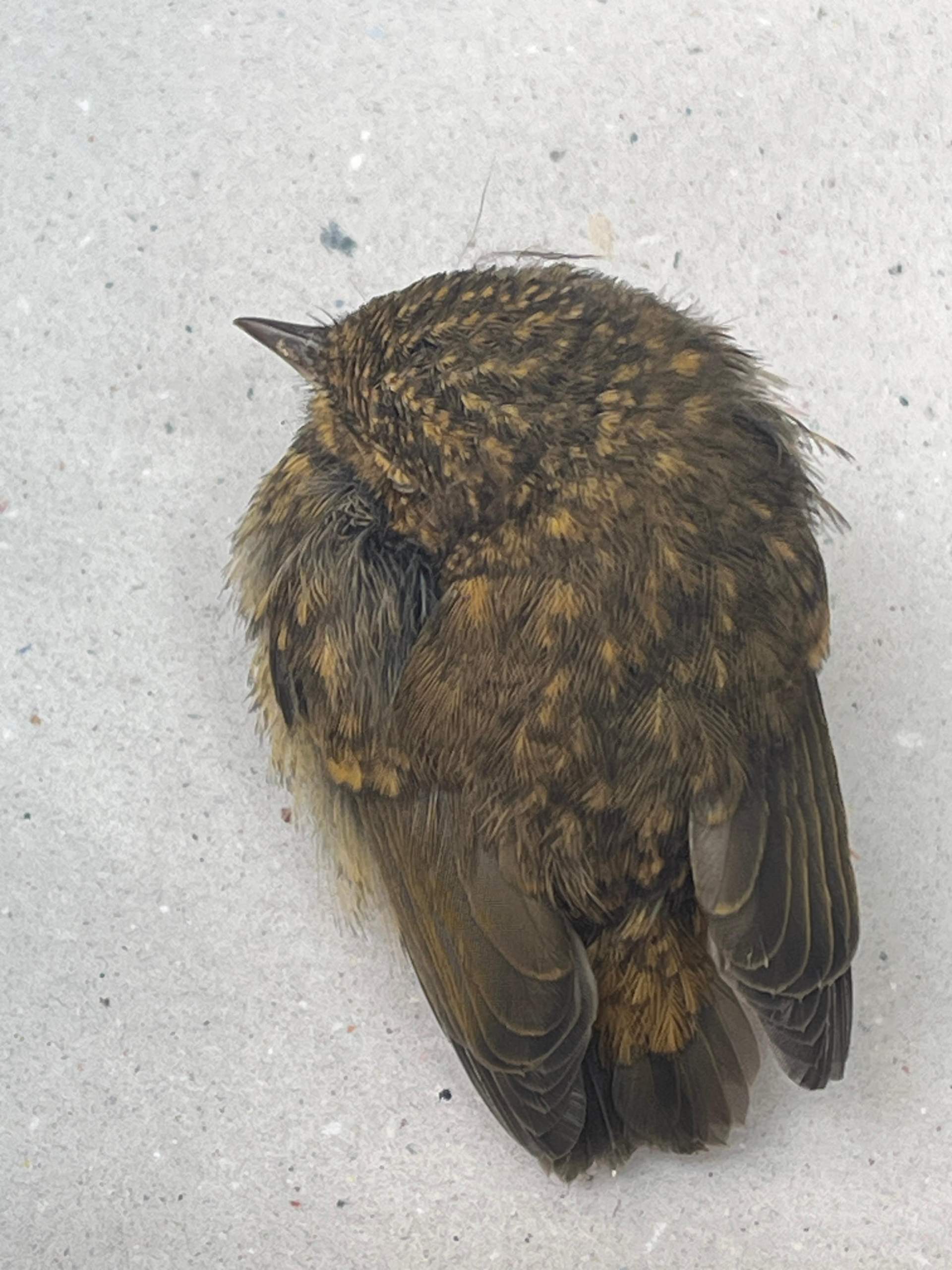 Kann mir jemand sagen, was das für eine Art von Vogel ist? Welche ...