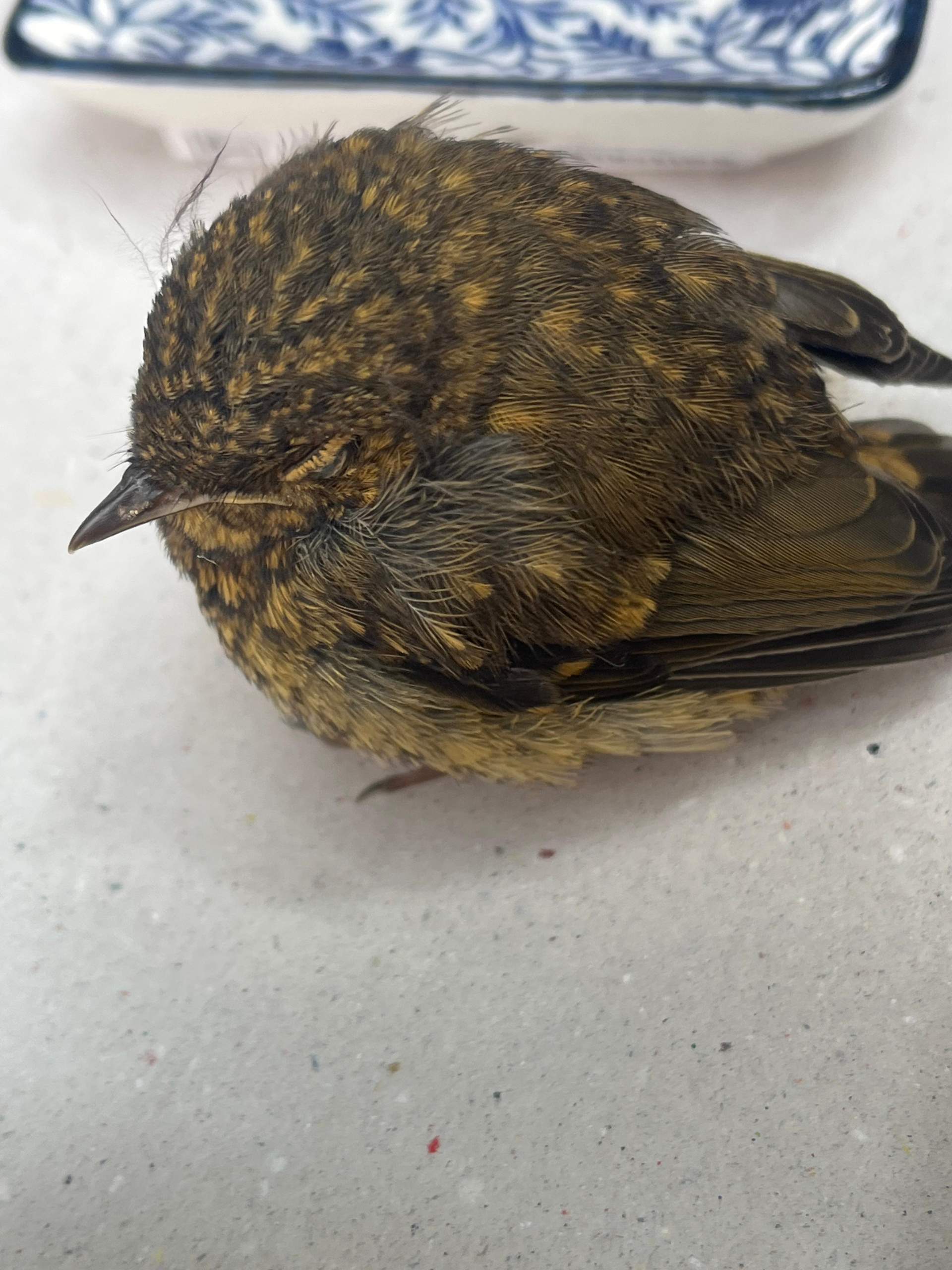 Kann mir jemand sagen, was das für eine Art von Vogel ist? Welche ...