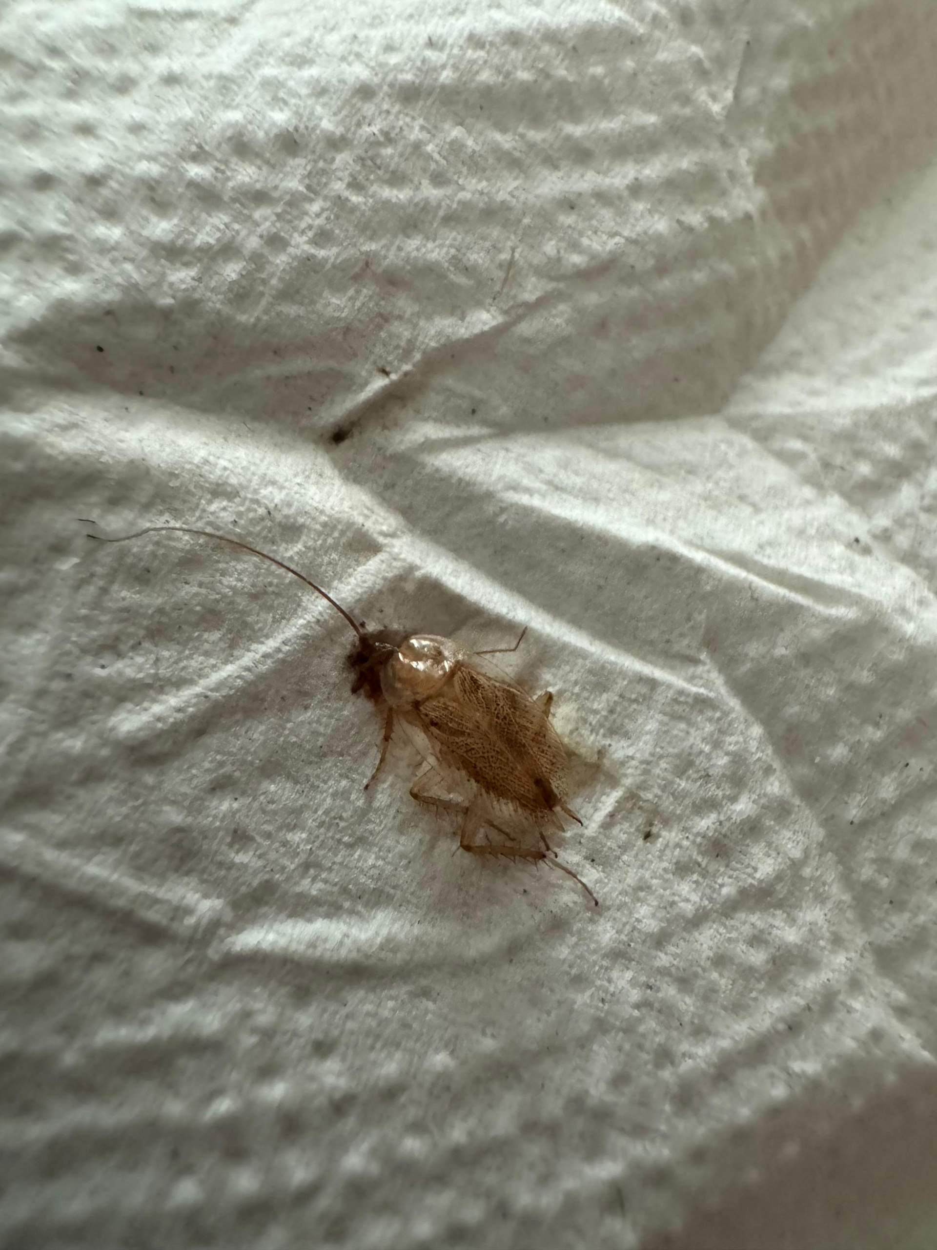 Kann mir jemand sagen was das ist? (Insekten, Parasiten ...