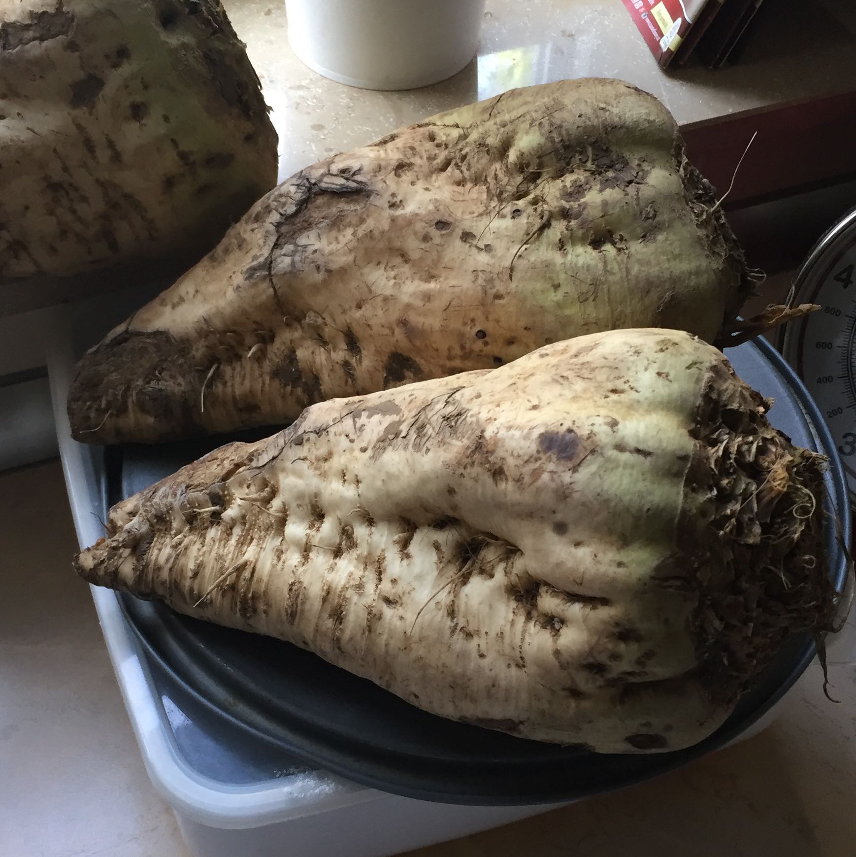 Kann mir jemand sagen was das ist, eine Knolle? (weiß, Gemüse, Herbst)