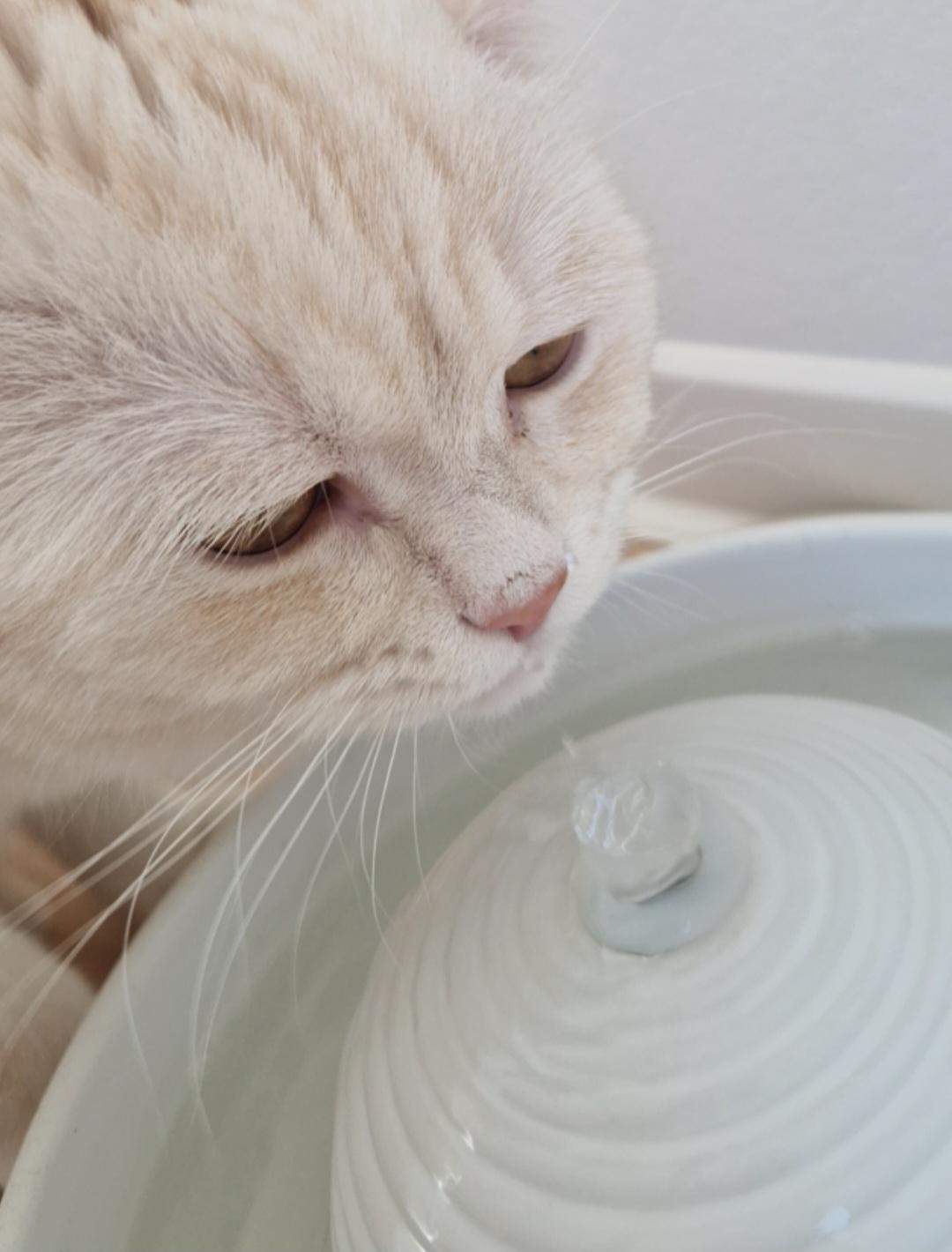 Kater hat kreis um die Nase? (Tierarzt, Tiermedizin, Hauskatze) Kater hat kreis um die Nase? (Tierarzt, Tiermedizin, Hauskatze)