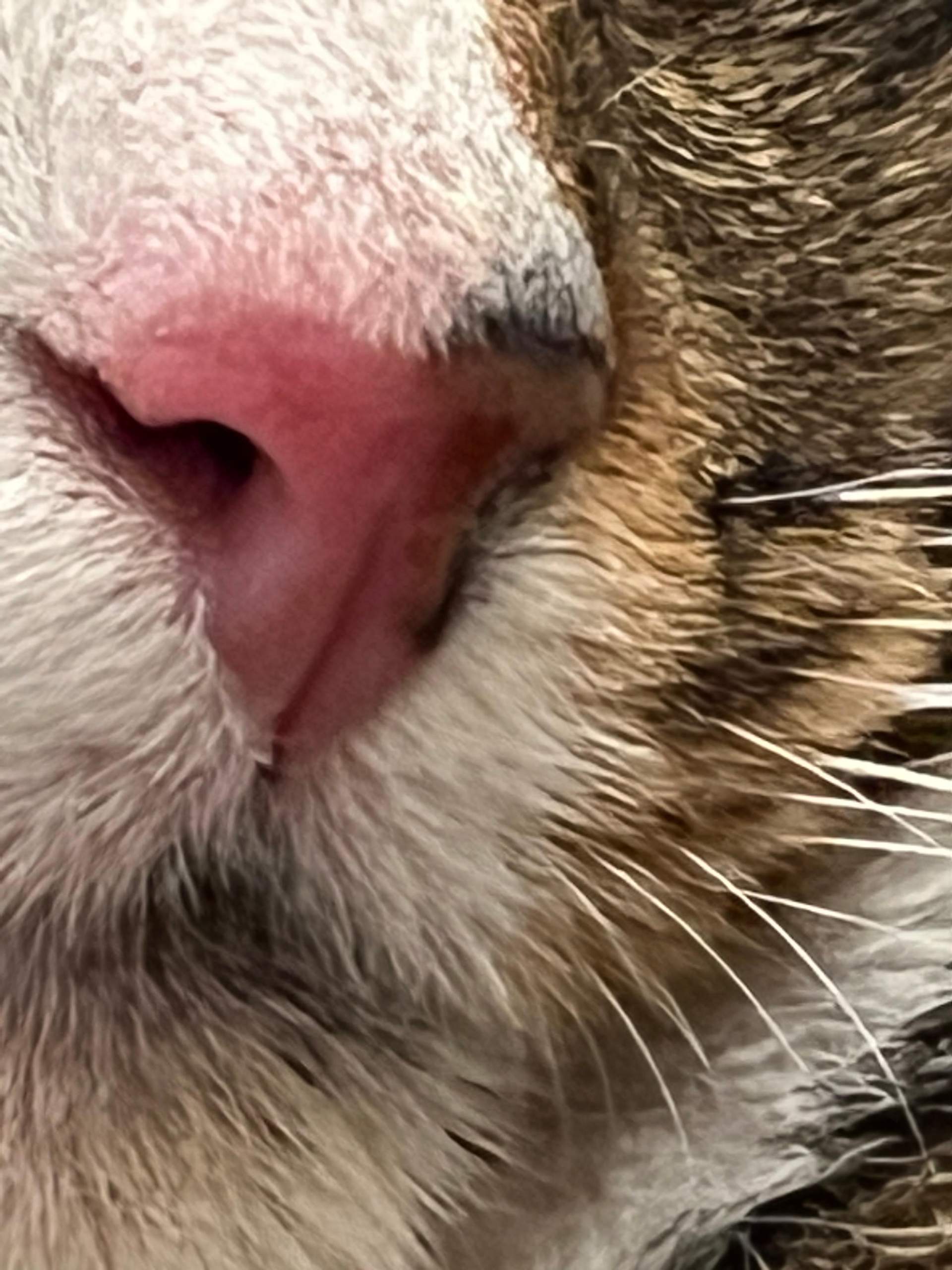 Kater hat rote Nase? (Tierarzt, Allergie)