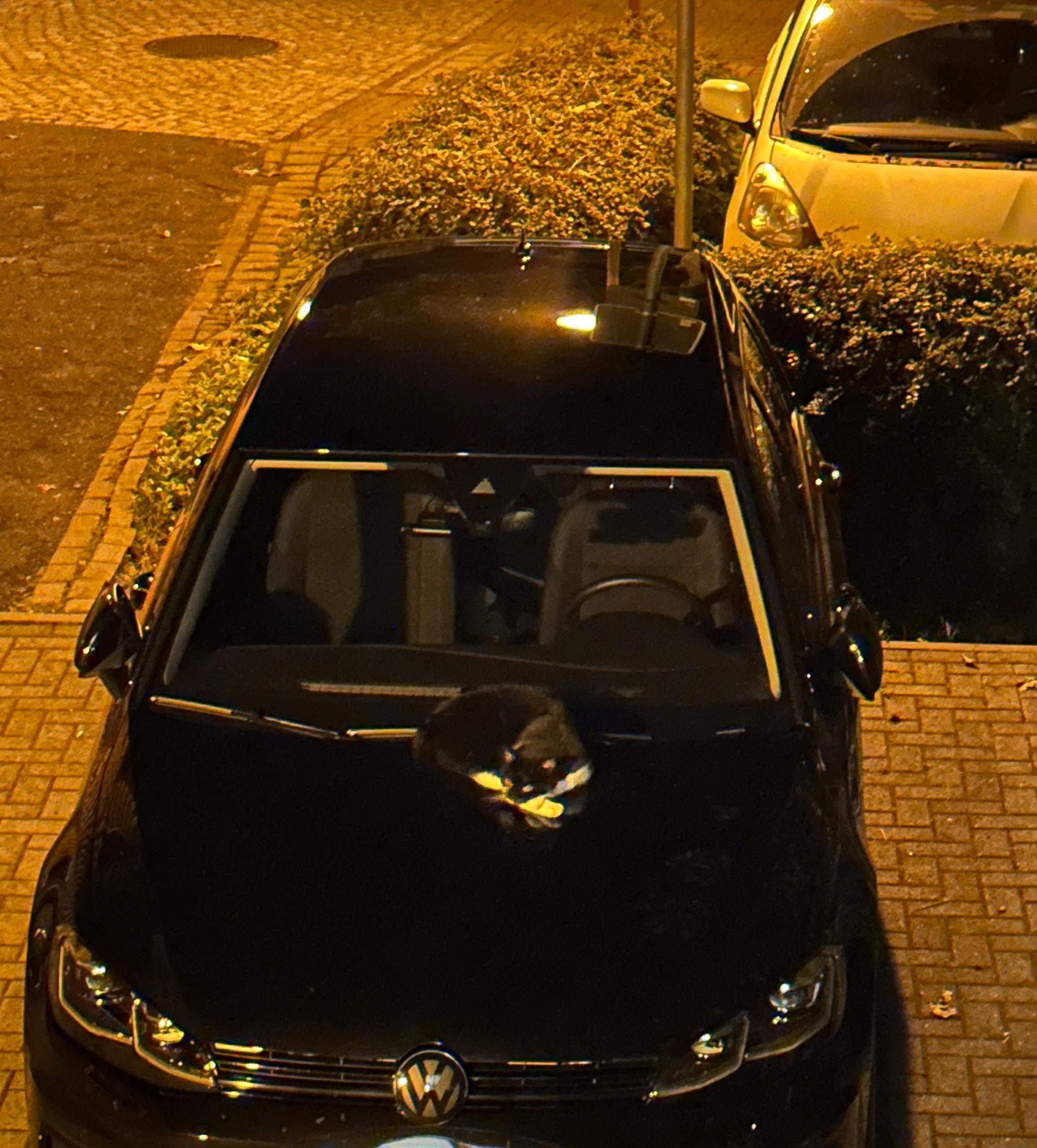 Katze auf dem Auto? (Fahrzeug)