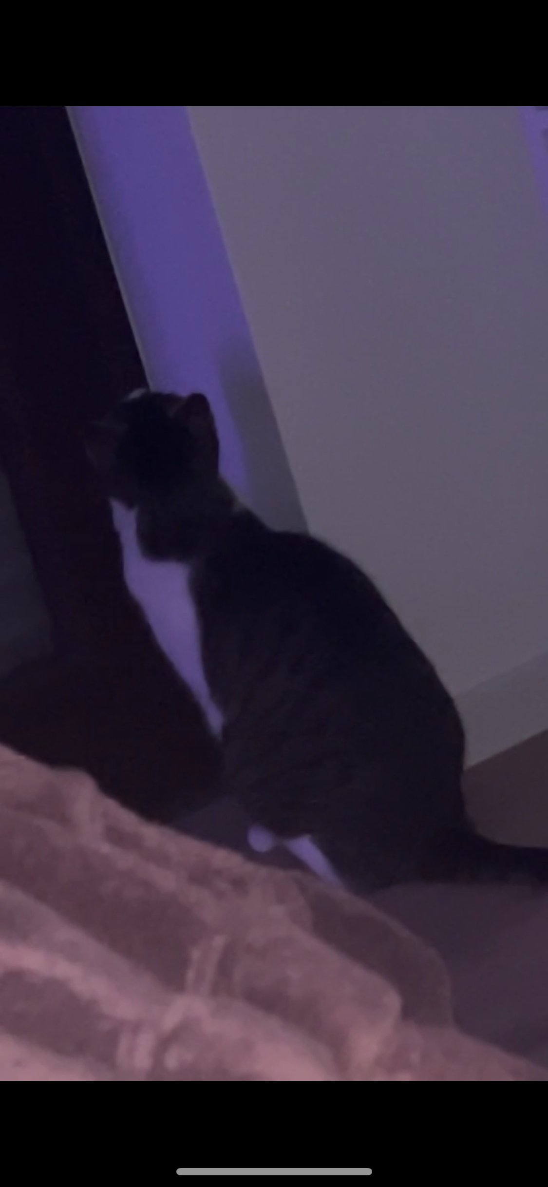 Katze guckt ständig in die Ecke? (Kater, Hauskatze, Katzenverhalten)