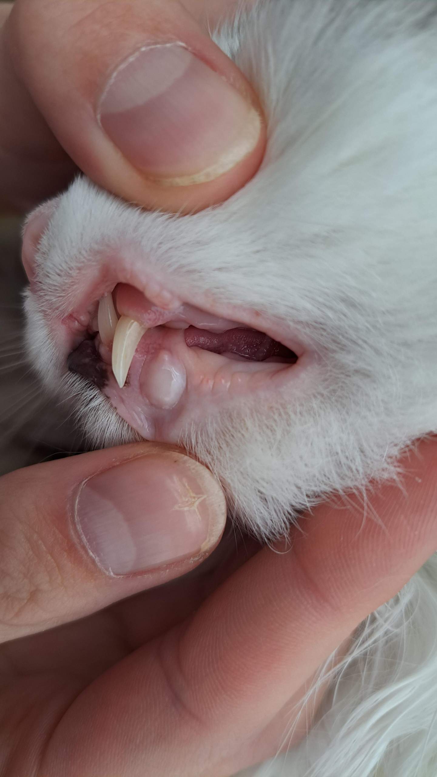 Fabelhafte Katze Hat Zahn Verloren Bild