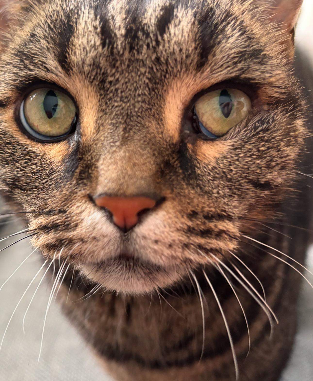 Katze hat eigenes Fell im Auge? (Entzündung, Tierarzt, Tiermedizin)