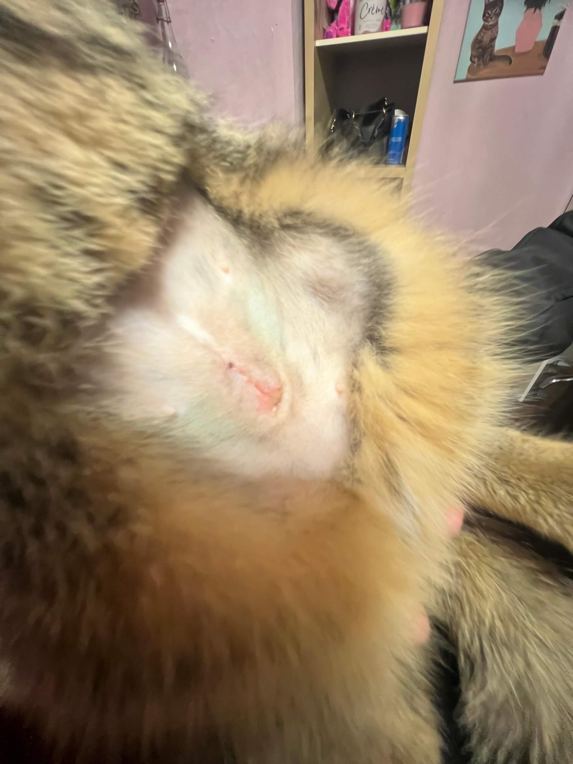 Katze hat eine Beule am Bauch nach Kastration? (Operation, Entzündung ...