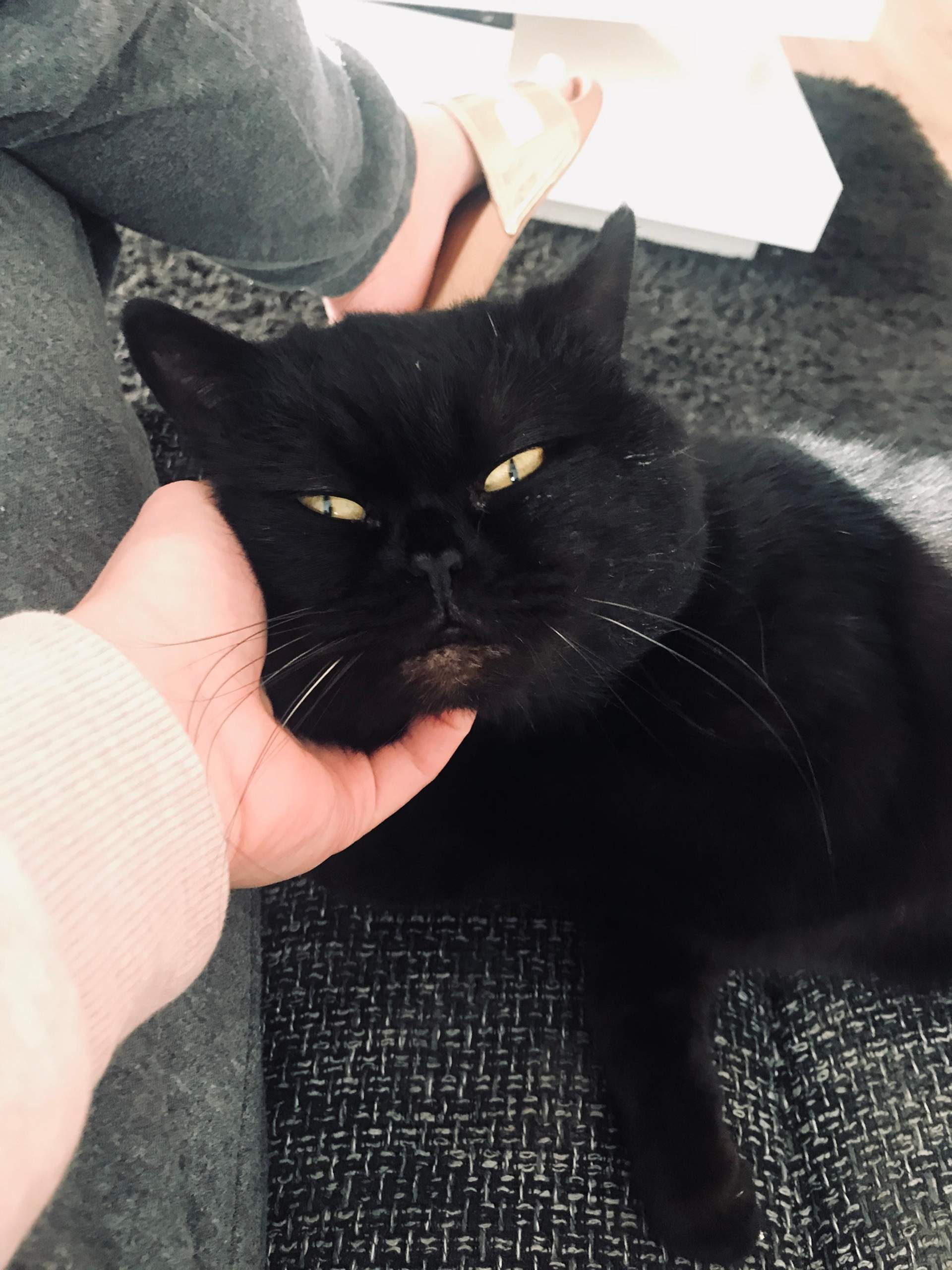 Fabelhafte Katze Hat Zahn Verloren Bild