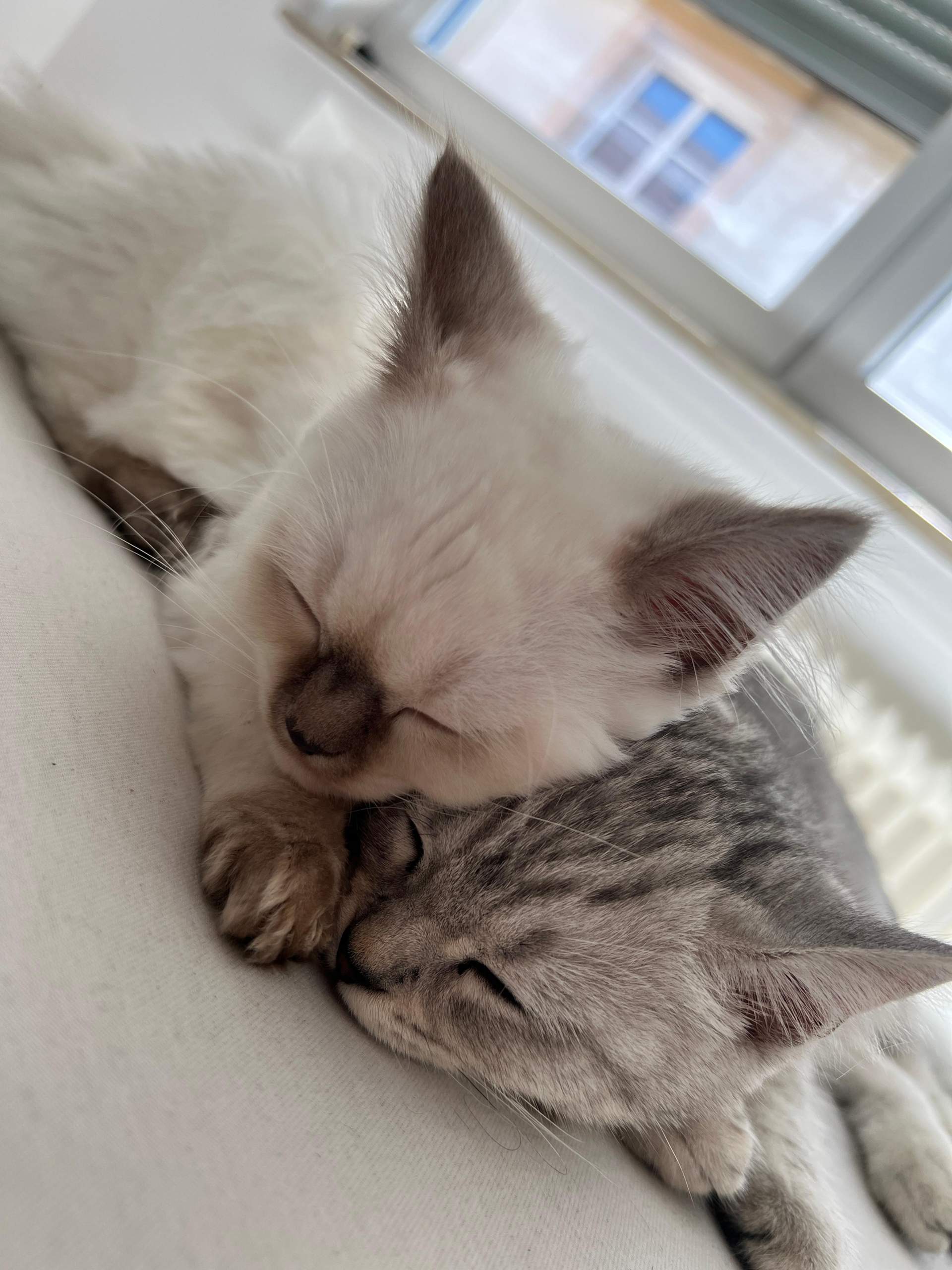 Katze isst nur Katzenpudding? (Tierarzt, Tierhaltung, Tiermedizin)