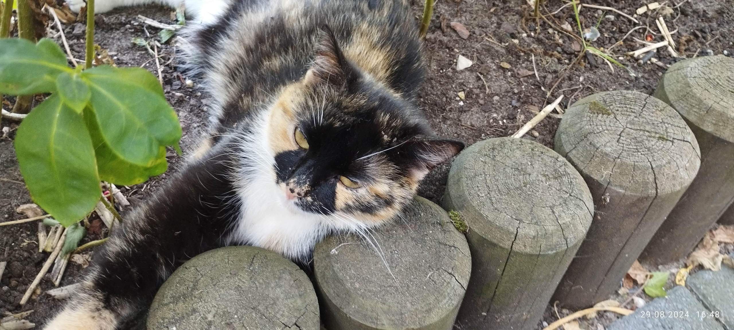 Katze ist kleinwüchsig? (Tierarzt, Kater, Tierhaltung)