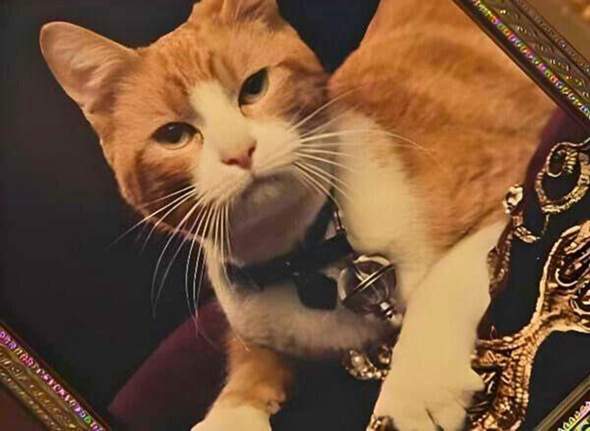 Katze Orion; Kann ein kleines Land mehr wert sein, als ein kompletter ...