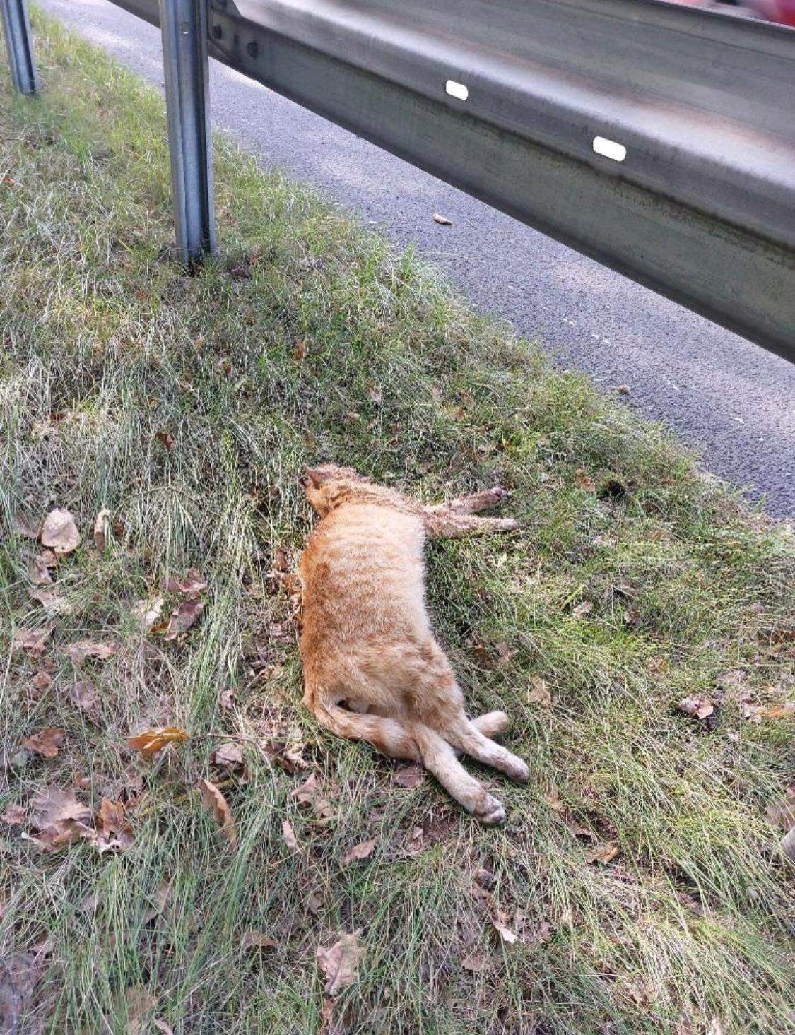 Katze tot gefunden? (Kater, Tierhaltung, Freigänger)