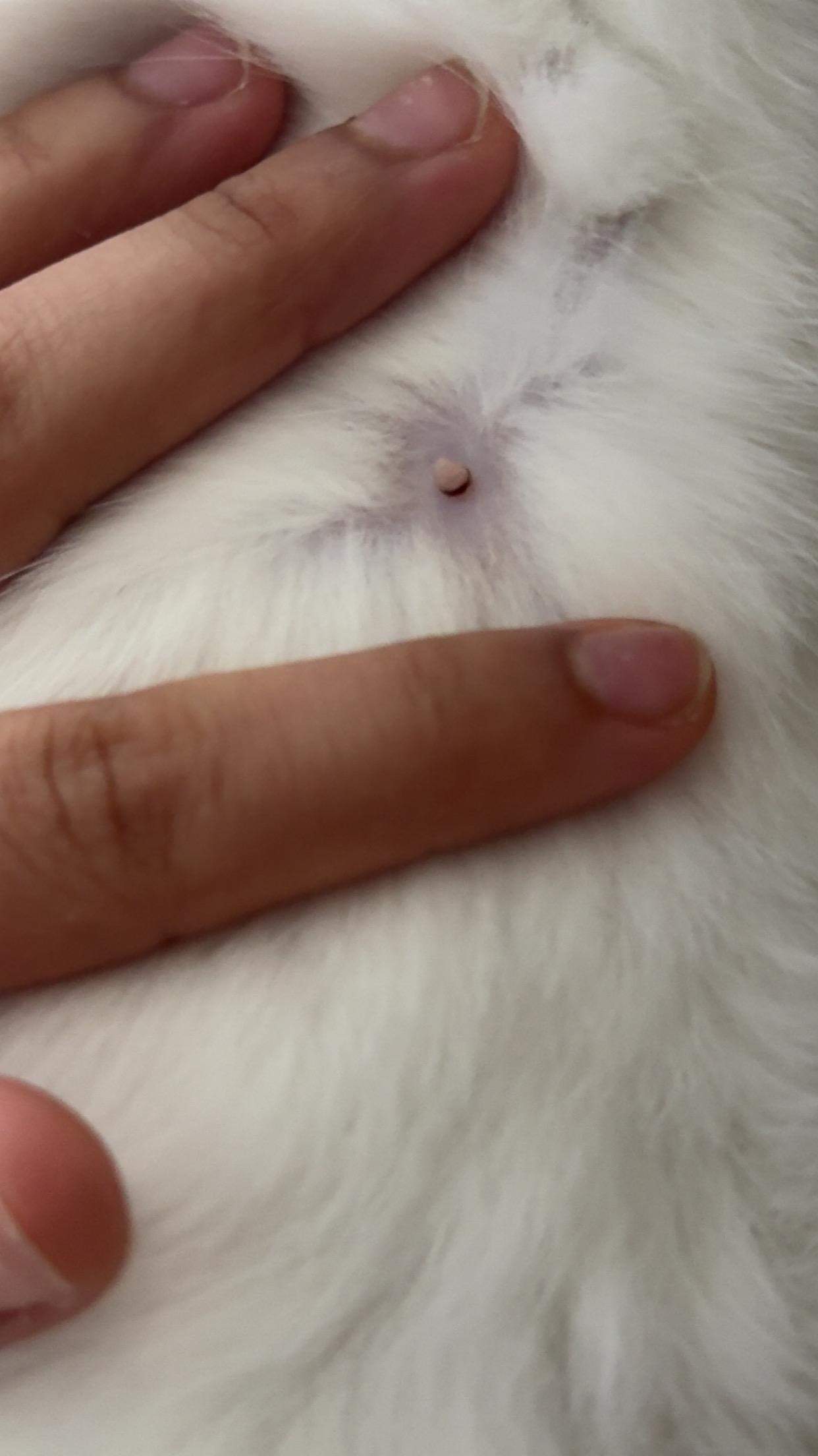 Katze Veränderung an der Zitze? (Entzündung, Tiermedizin, Katzenjunges)