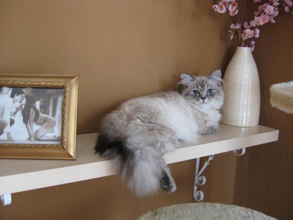 Katze verliert extrem Haare! (Haltung, Fell, Kamm) Katze verliert extrem Haare! (Haltung, Fell, Kamm)