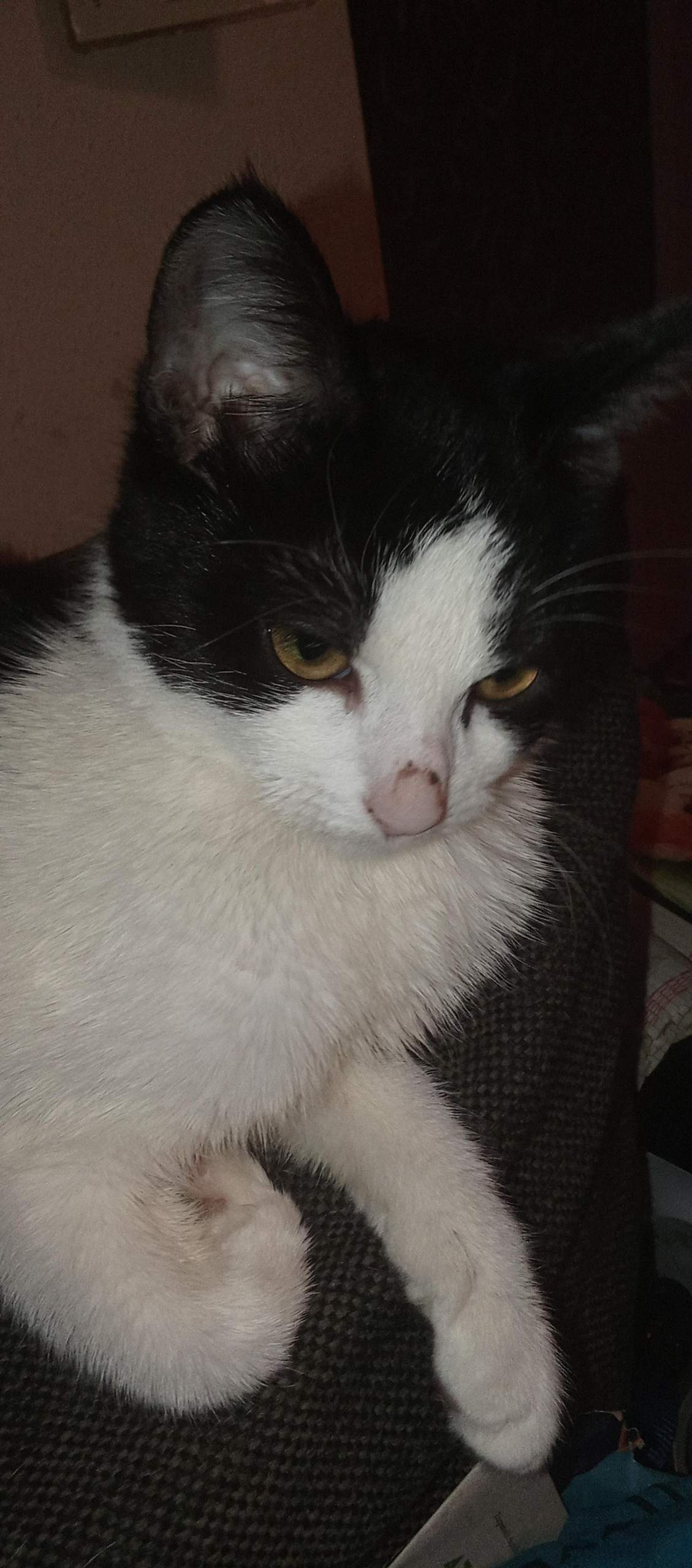 Katze verliert Haare auf der Nase? (Tierarzt, Tiermedizin, Hauskatze)