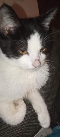 Katze verliert Haare auf der Nase? (Tierarzt, Tiermedizin, Hauskatze)