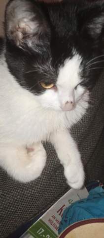 Katze verliert Haare auf der Nase? (Tierarzt, Tiermedizin, Hauskatze)