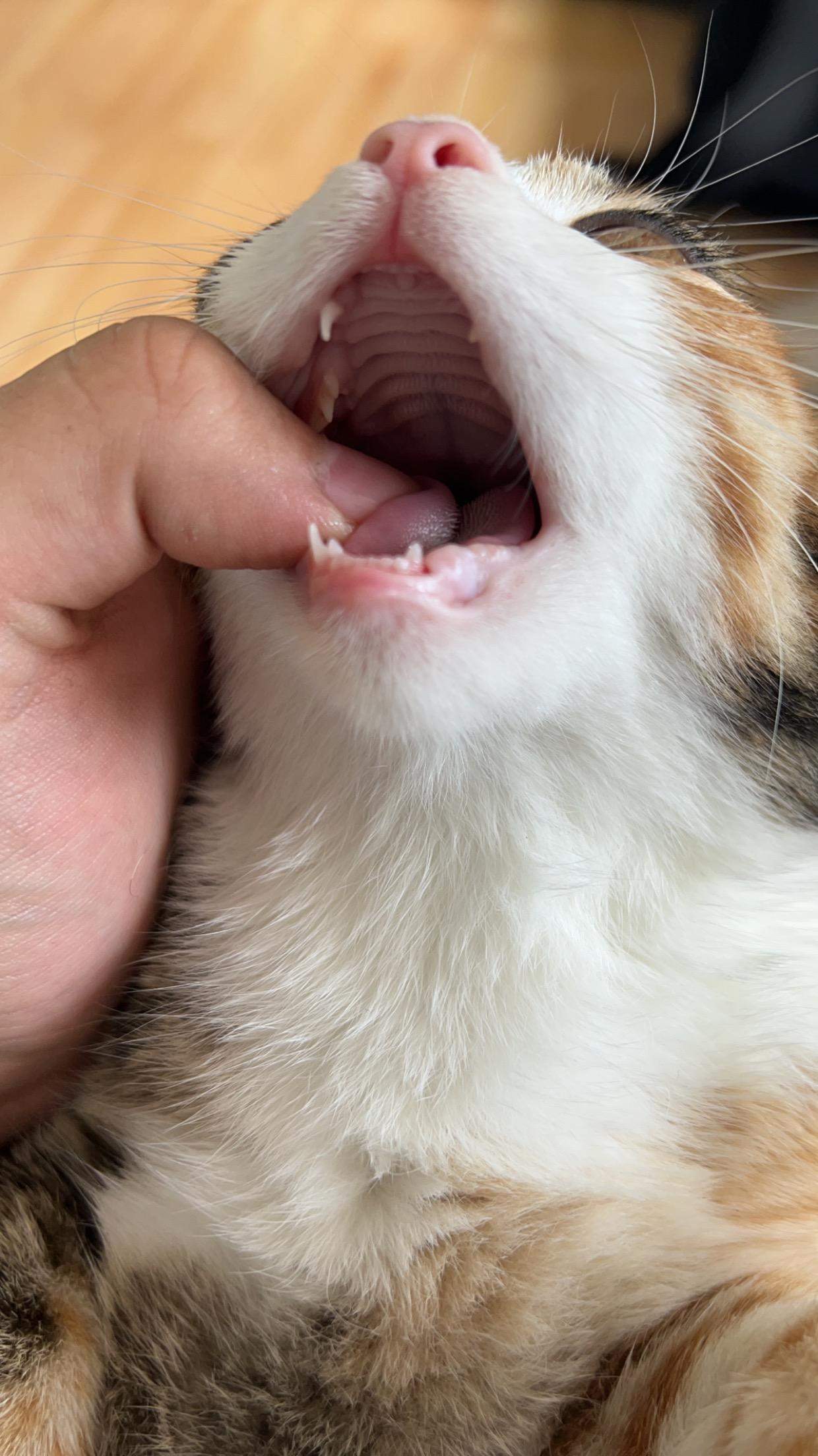 Katze Hat Zahn Verloren