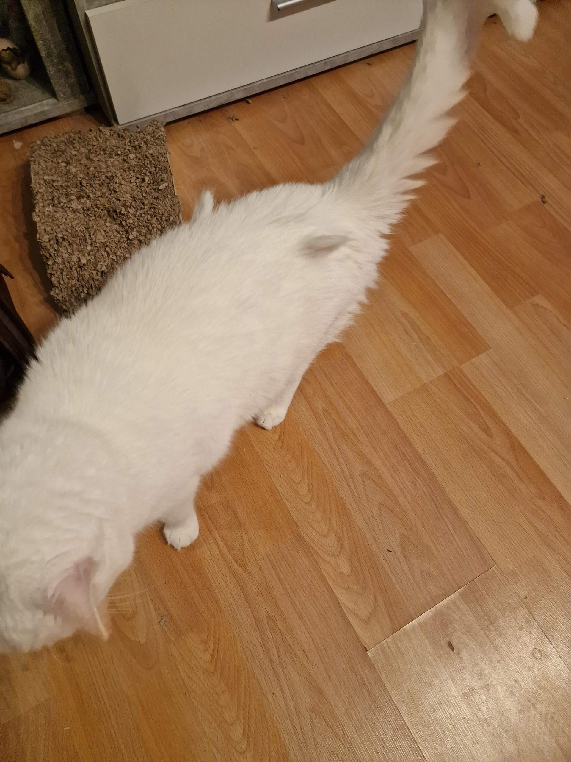 Katzenfell verklebt? (Entzündung, Tierarzt, Kater)